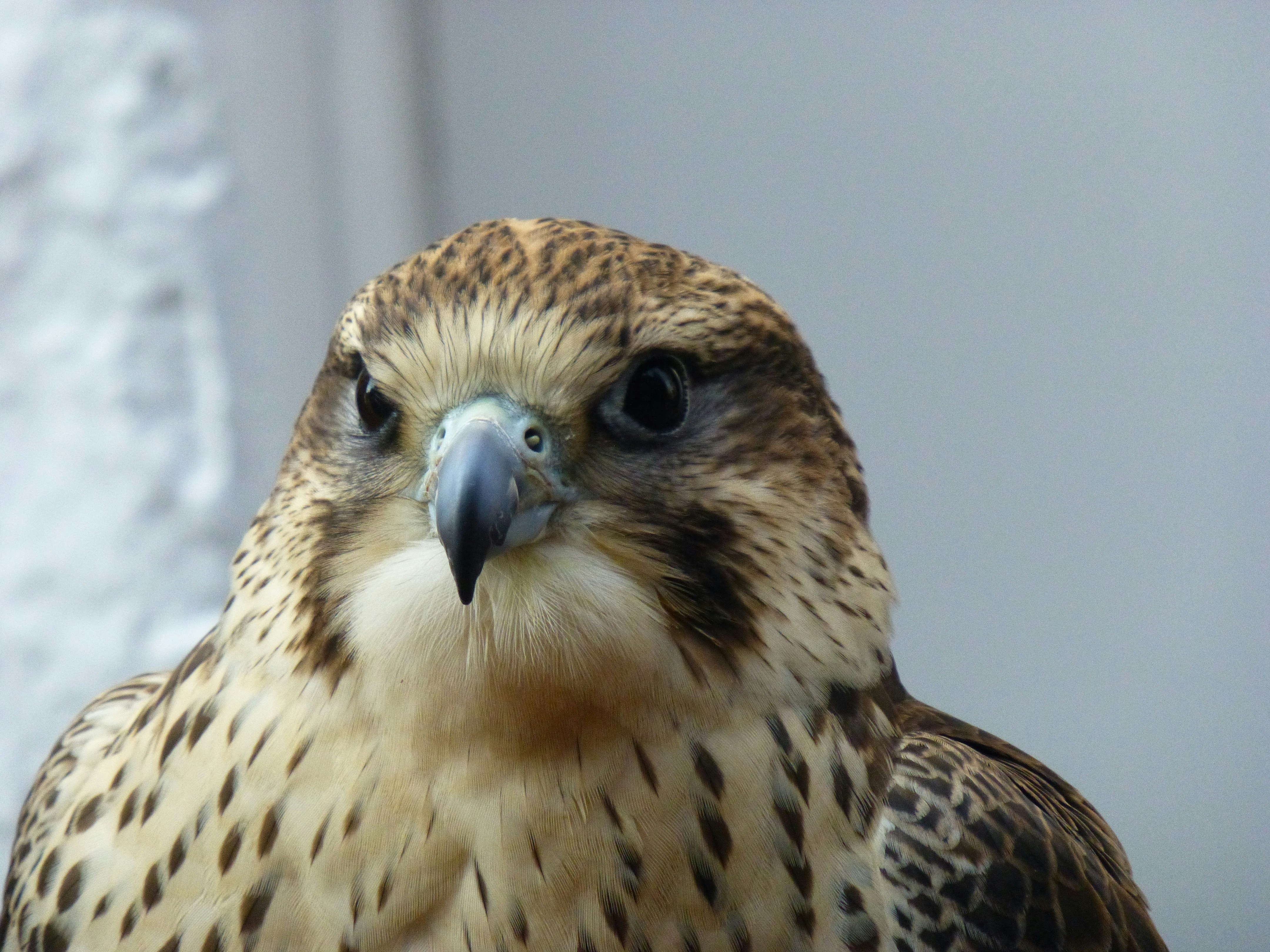 Close-up of a hawk with intricate feather patterns and piercing eyes, showcasing its alert demeanor.