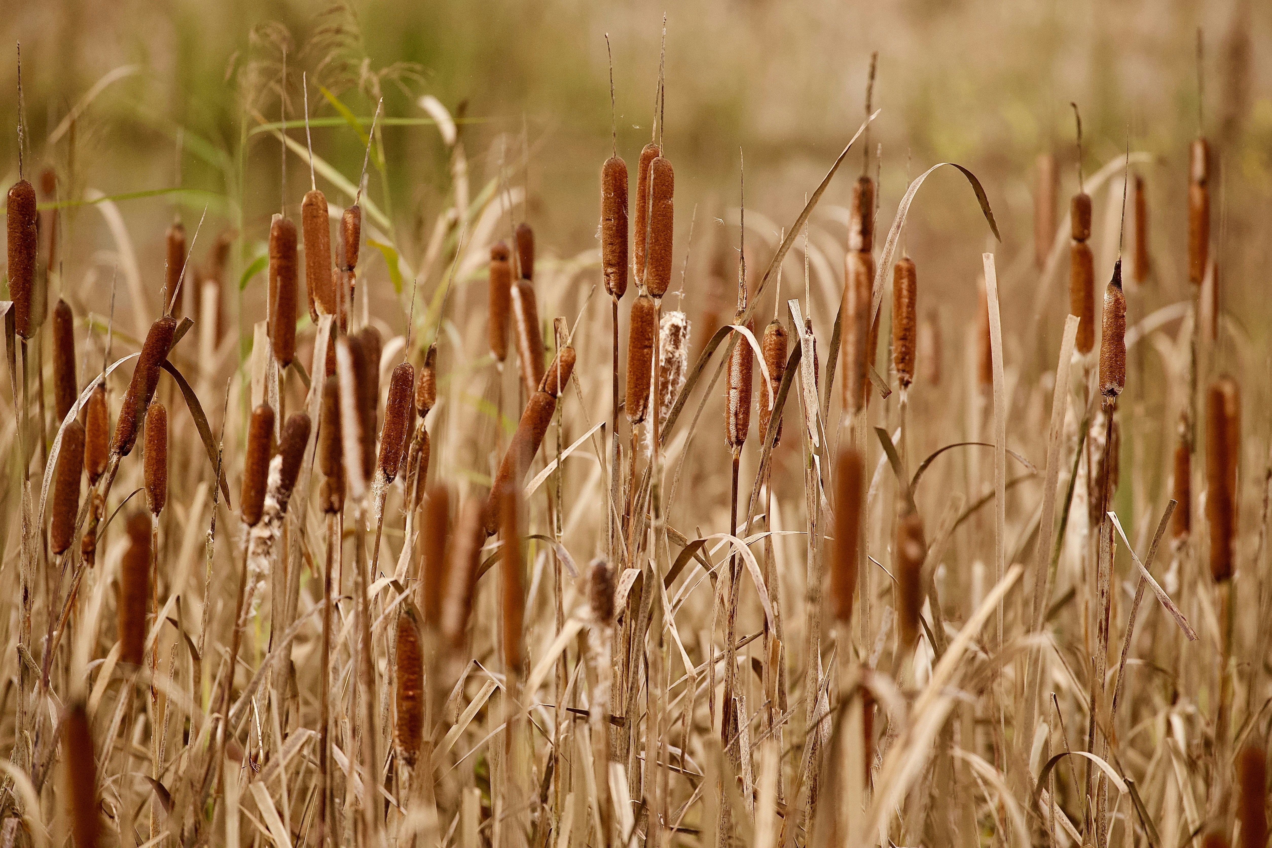 Sunlit cattails: a field of amber reed stalks in shallow focus