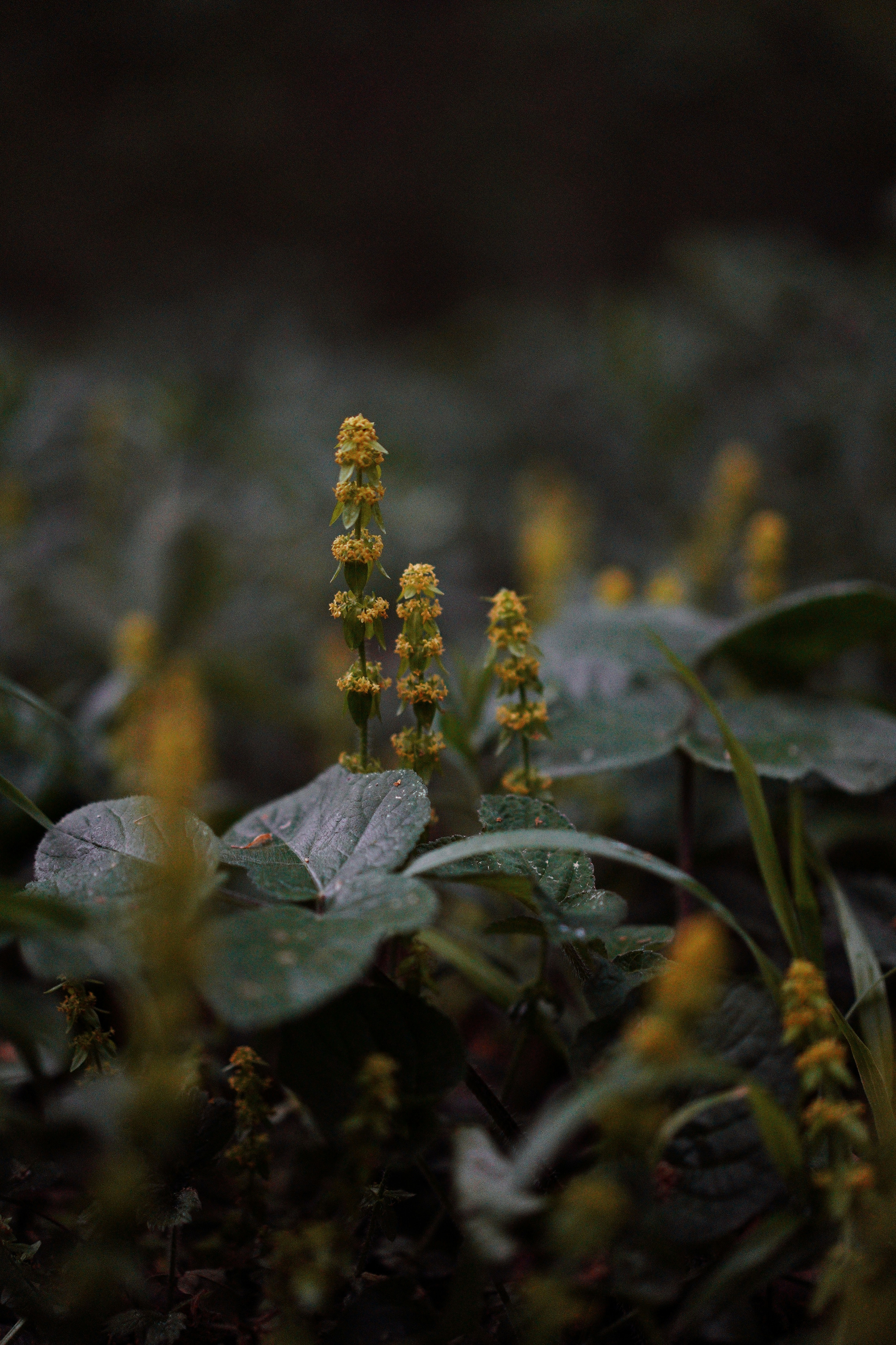 Dusk Spires: Yellow Blossoms in a Shadowed Understory