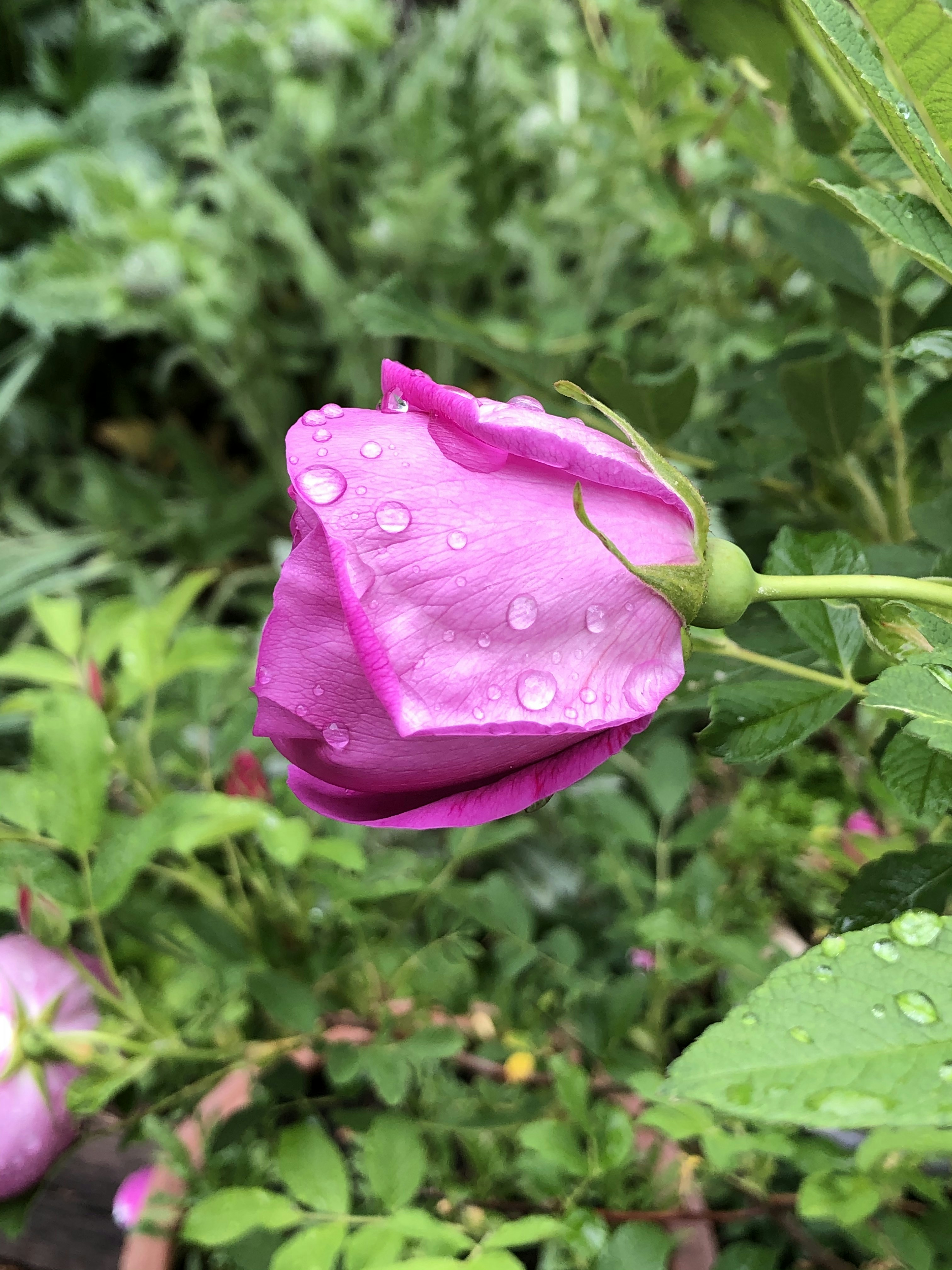 Dew-Kissed Pink Rosebud Framed by Emerald Foliage