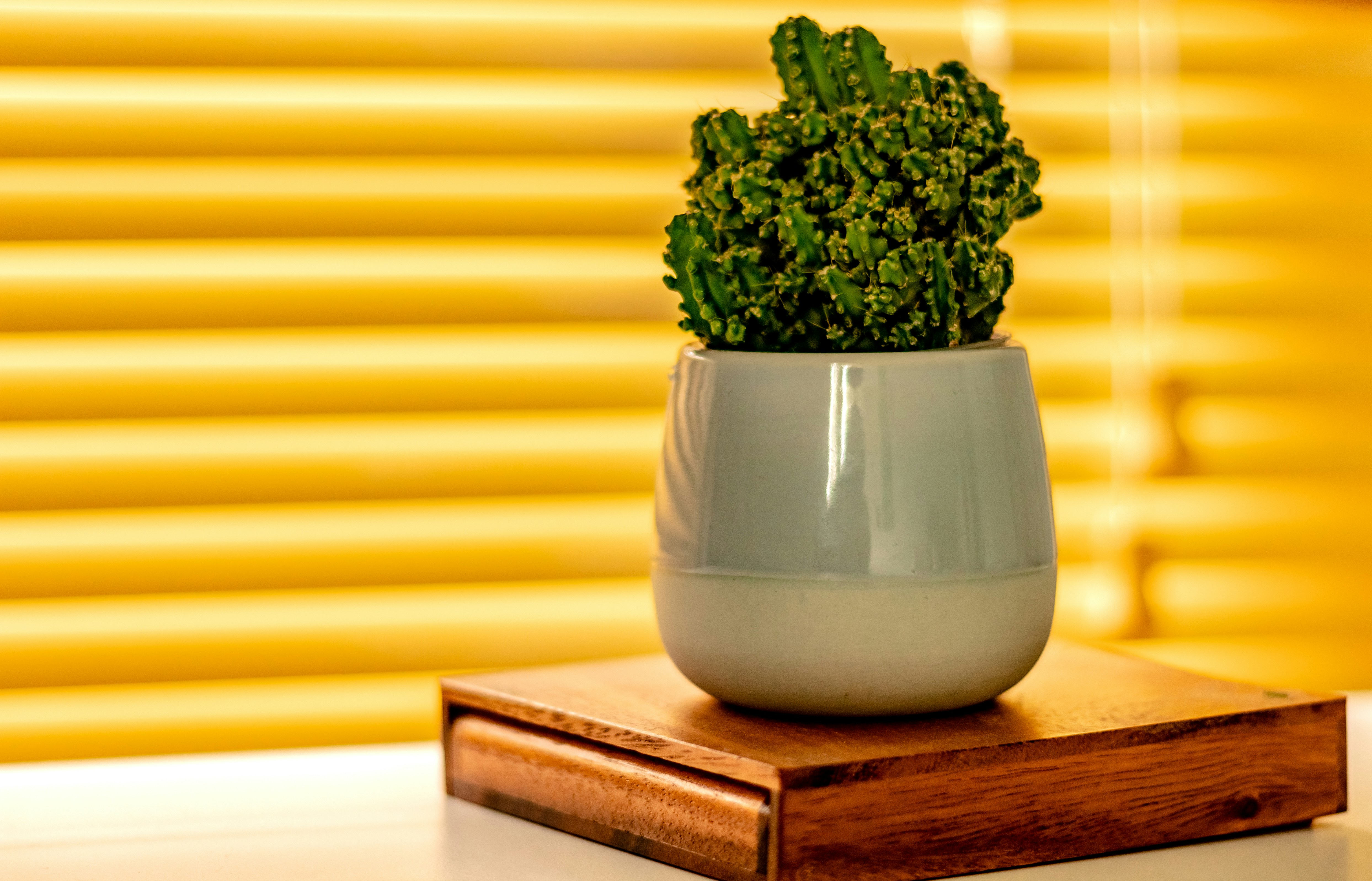 A vibrant green cactus sits in a sleek gray pot on a wooden platform, illuminated by warm yellow blinds in the background.
