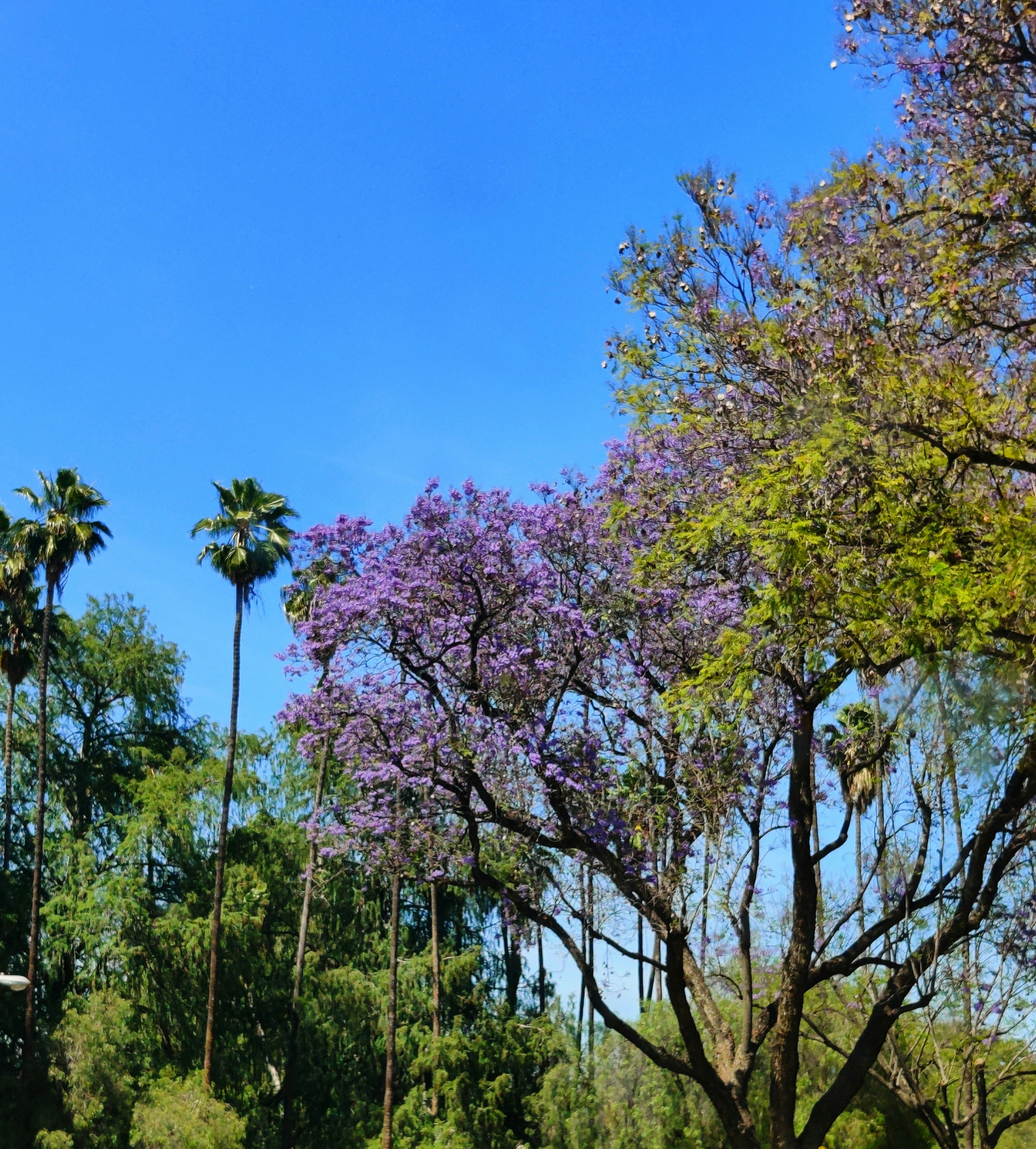 Green and pink trees under blue sky during daytime photo – Free Blue ...