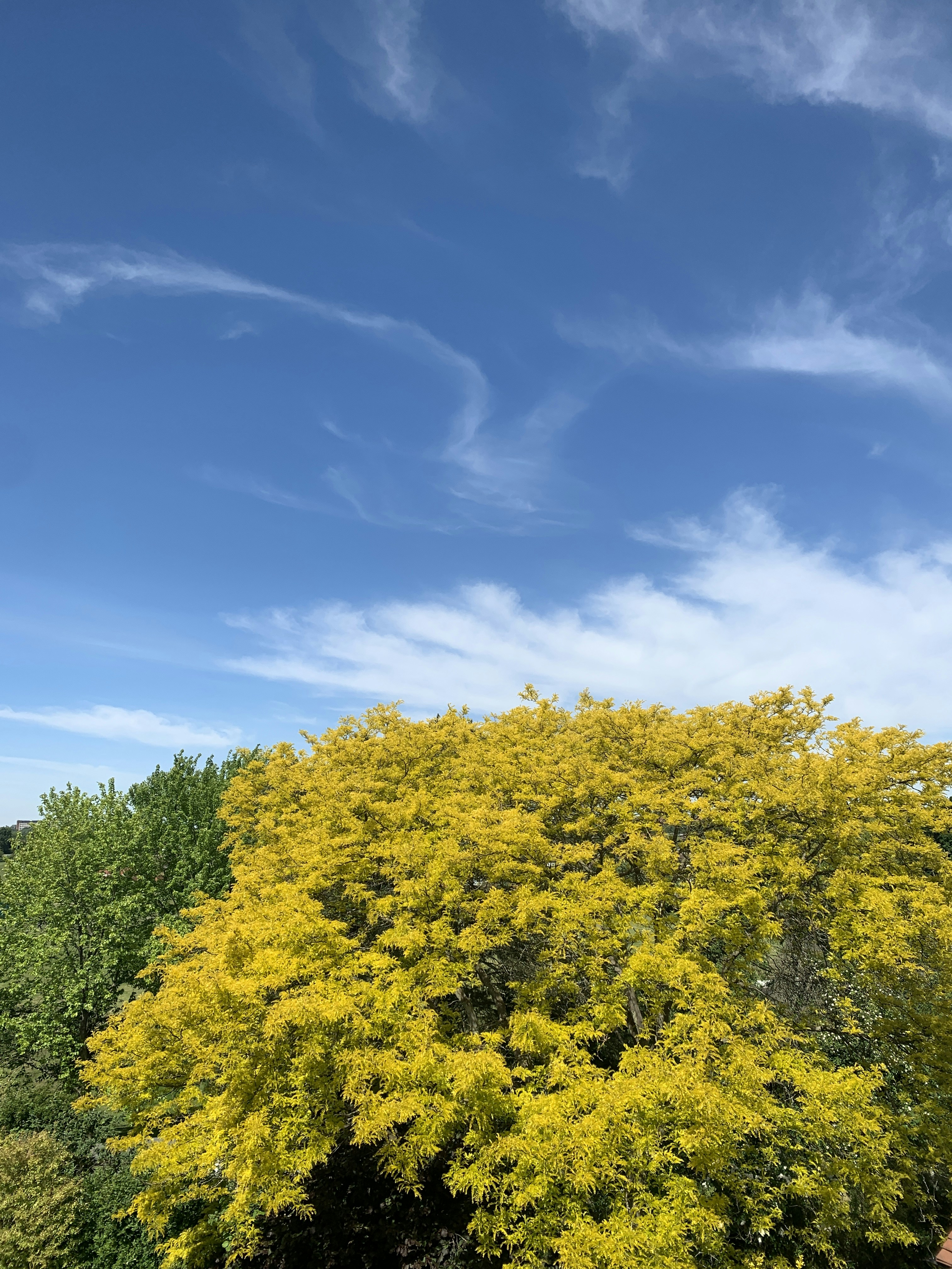 Vibrant yellow foliage spreads across the frame, contrasting with a clear blue sky streaked with wispy clouds.
