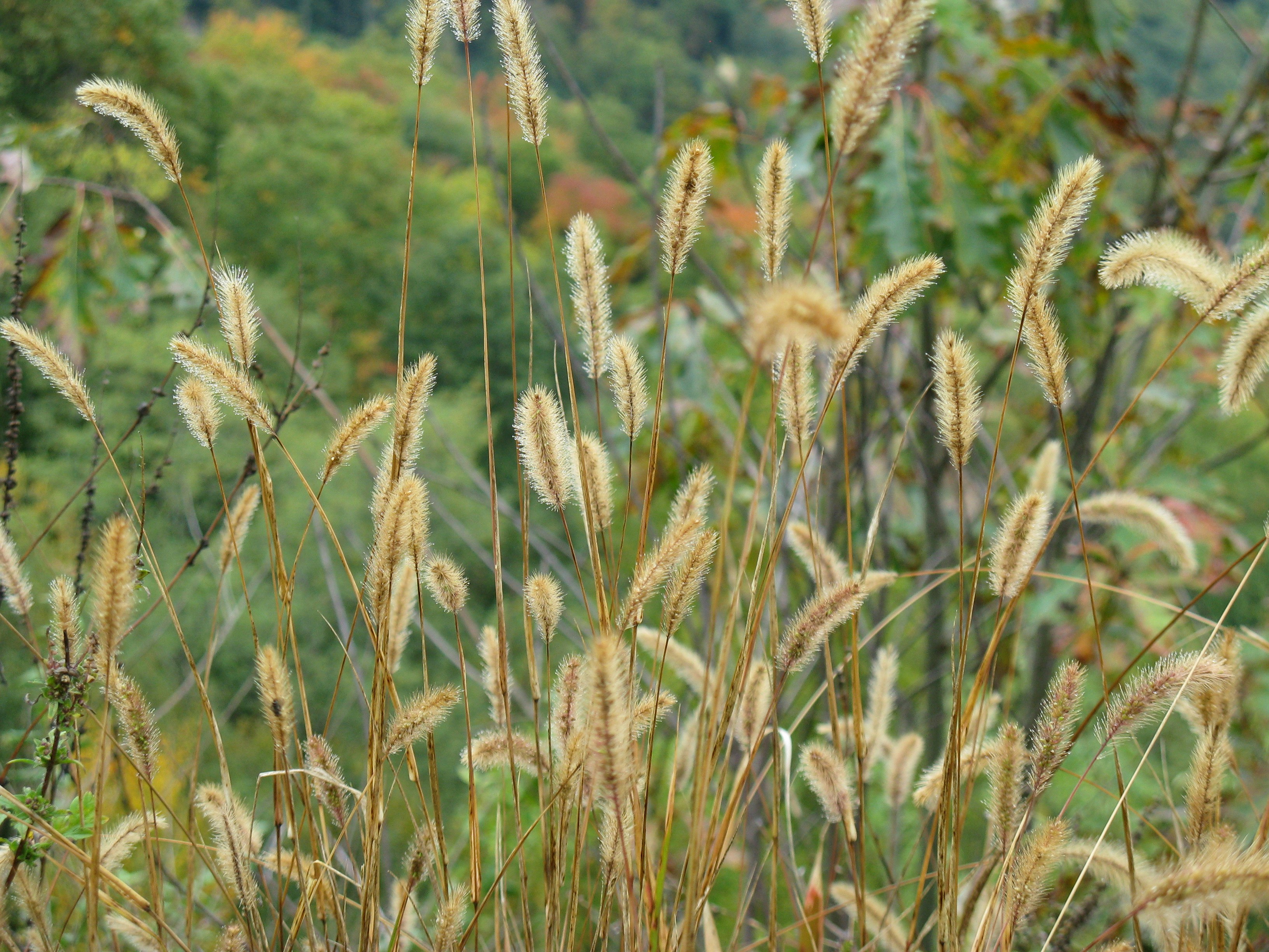 Golden foxtail seed heads sway over a green hillside meadow in soft daylight.