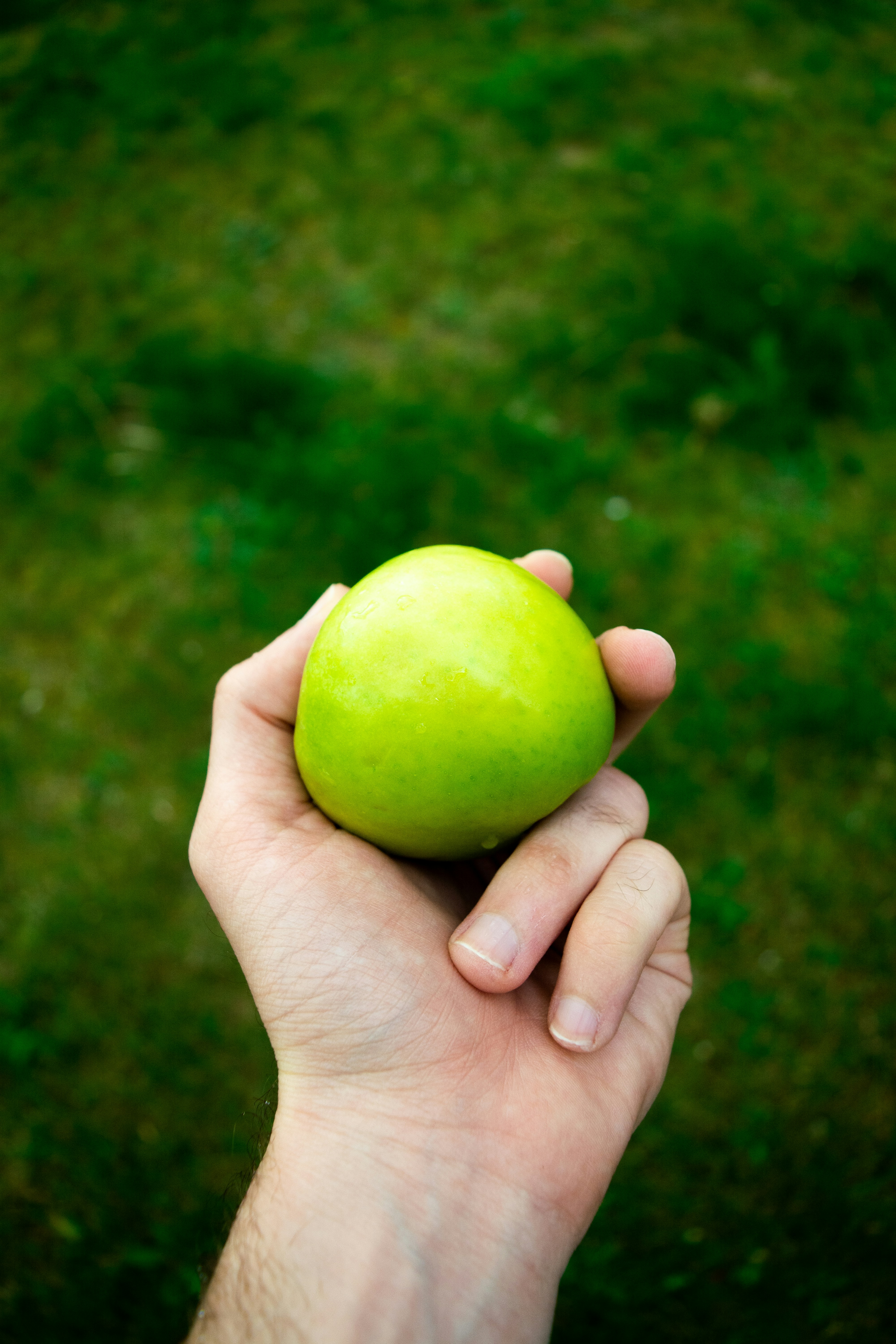 Verdant Grip: A Green Apple Held in a Quiet Hand Against a Soft-Blurred Lawn