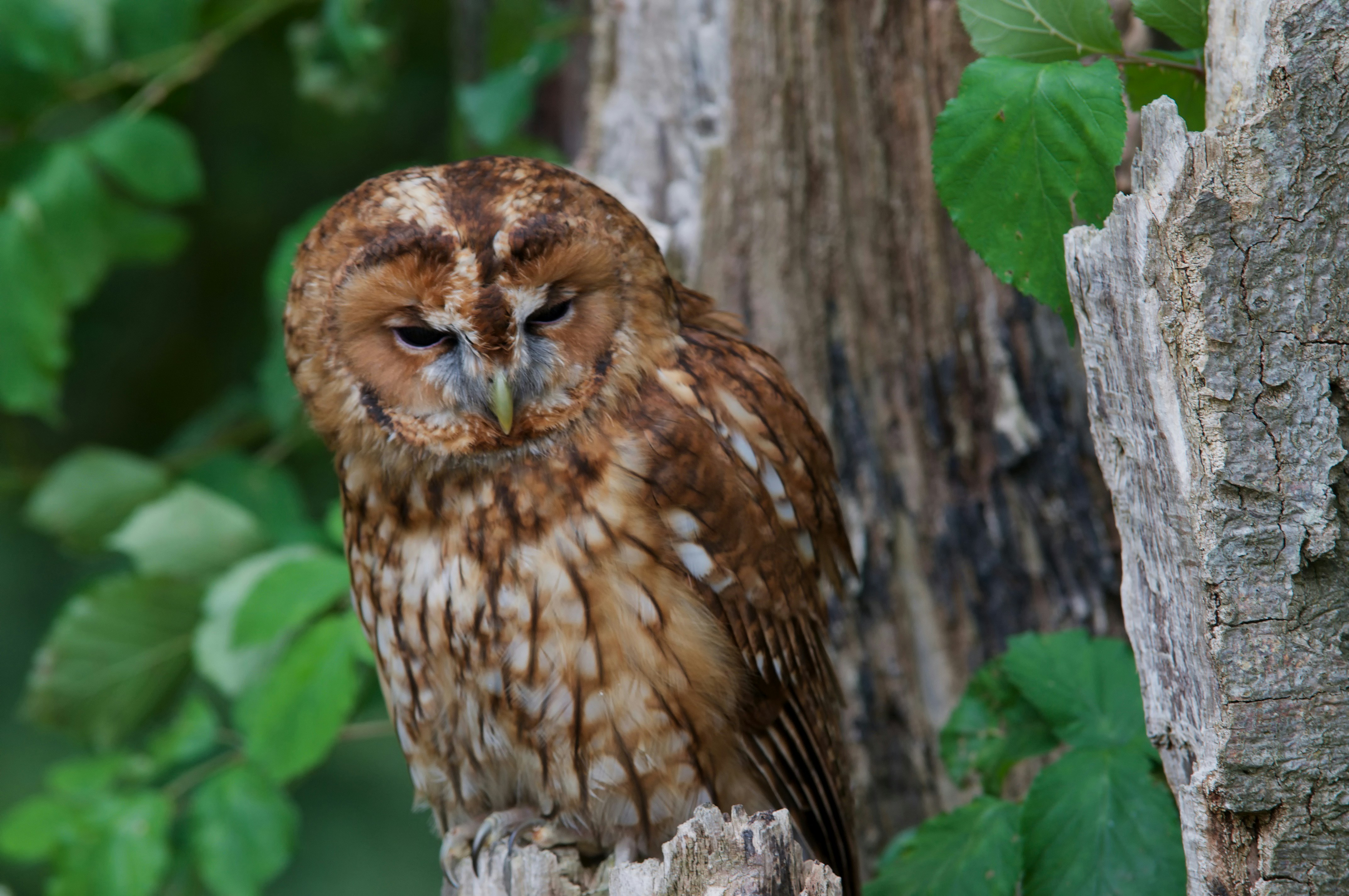 Tawny owl perched on a tree stump surrounded by lush green foliage.
