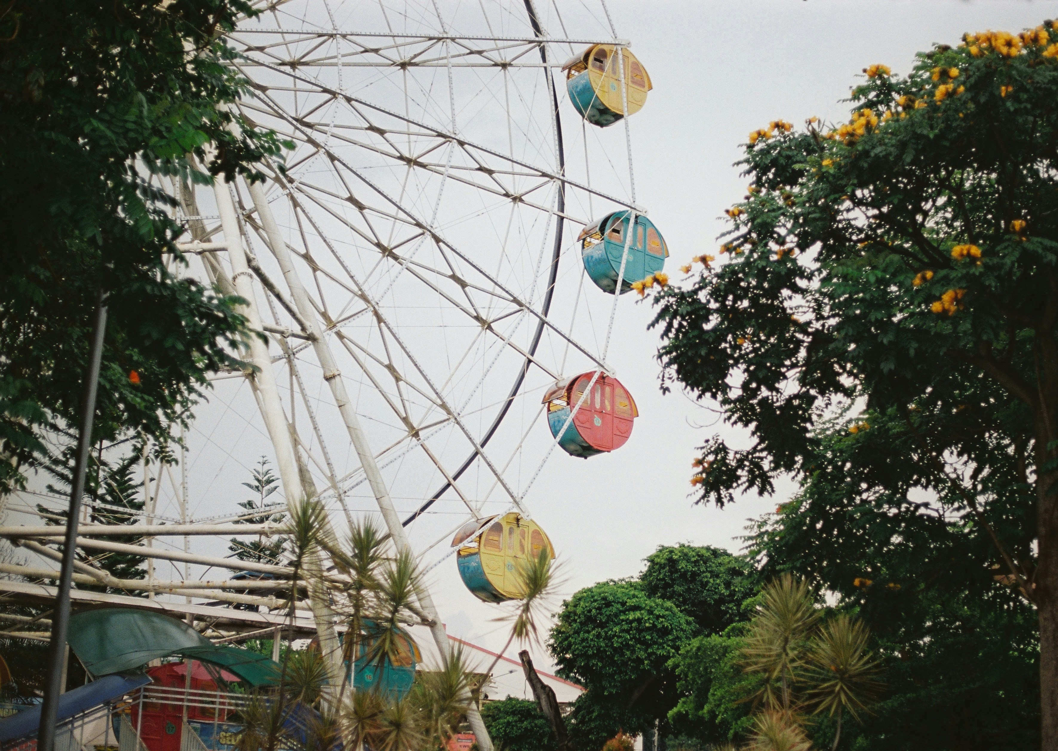 Arc of Color: Ferris Wheel Cabins Hover Over a Lush Park
