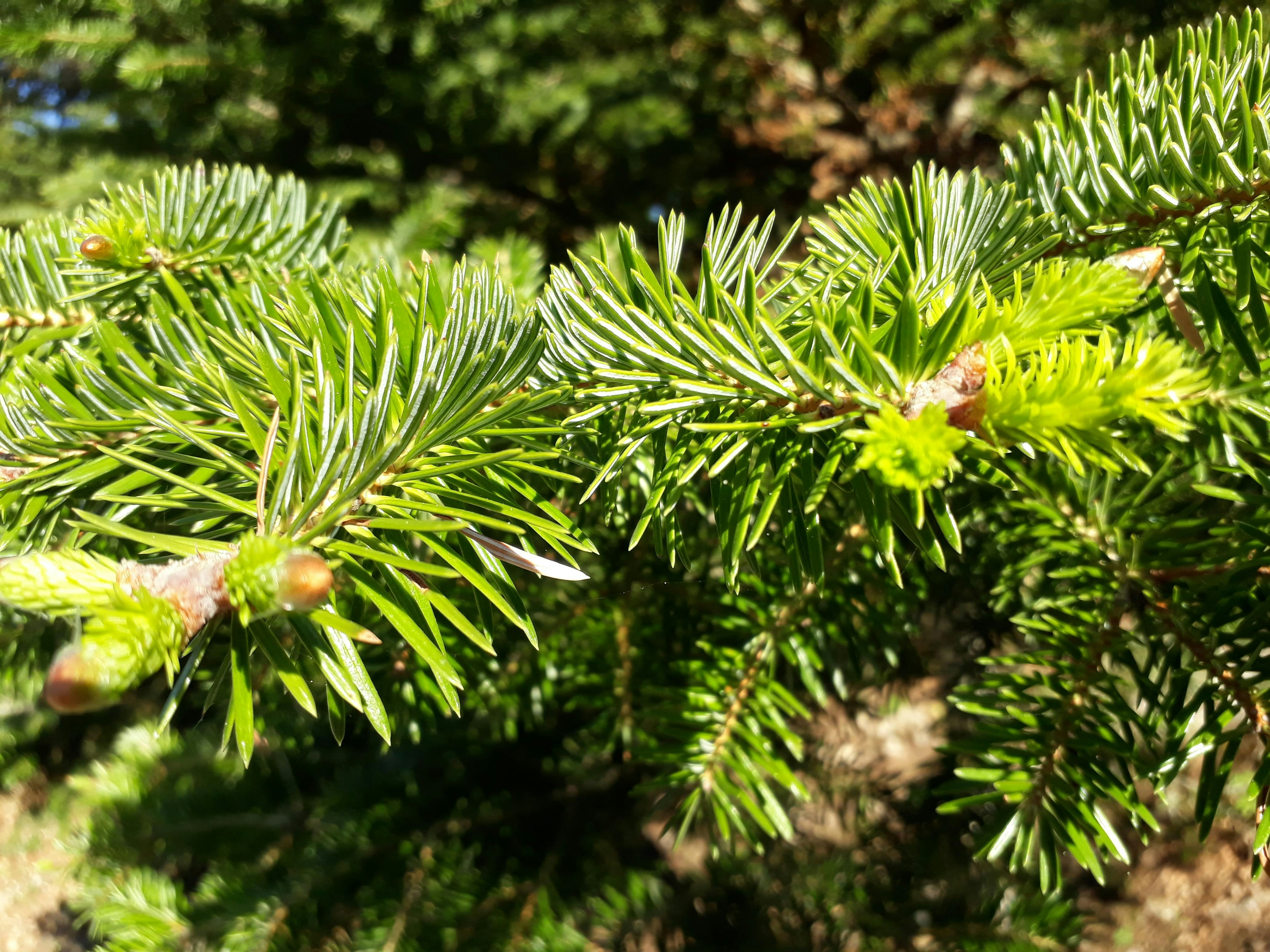 Close-up view of vibrant pine needles and budding shoots, showcasing the intricate details of nature's foliage.