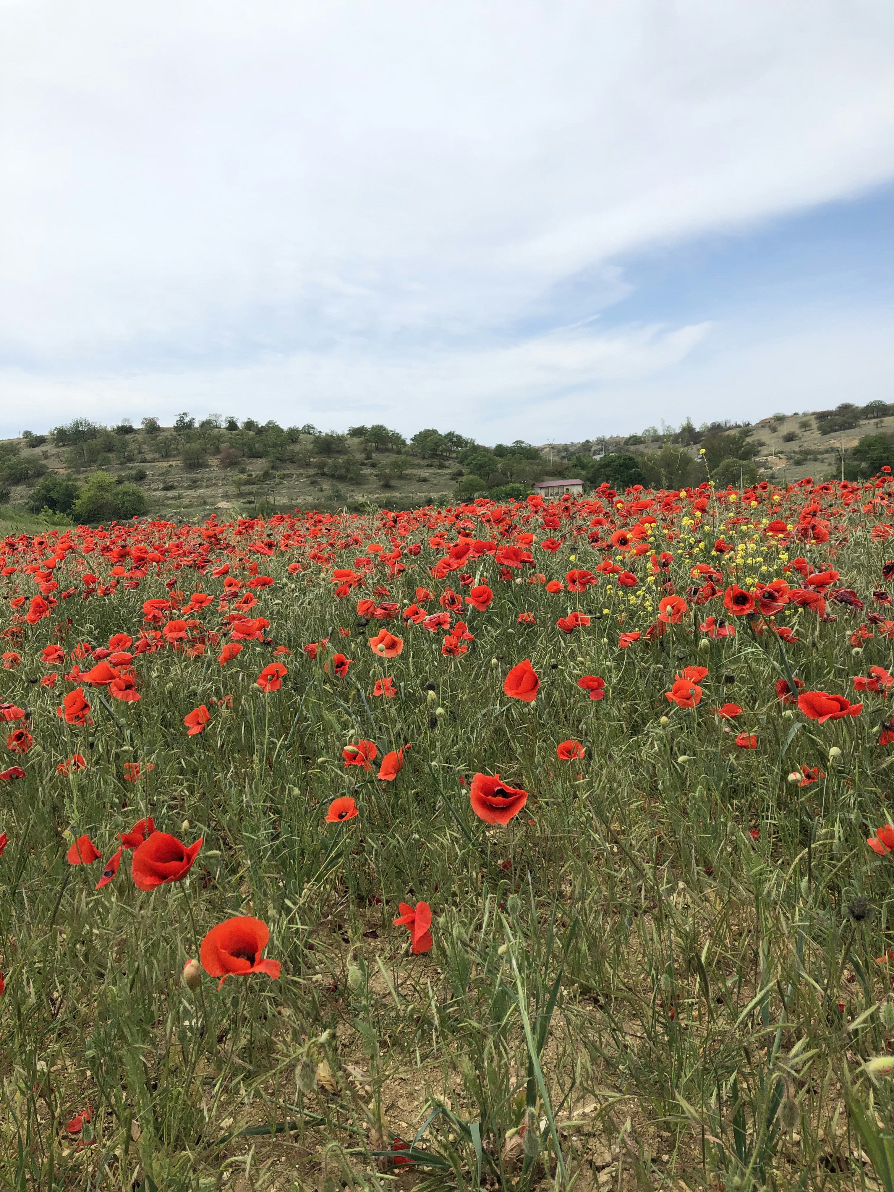 A field filled with bright red poppies swaying gently in the breeze, set against a backdrop of rolling hills and a soft, cloudy sky.