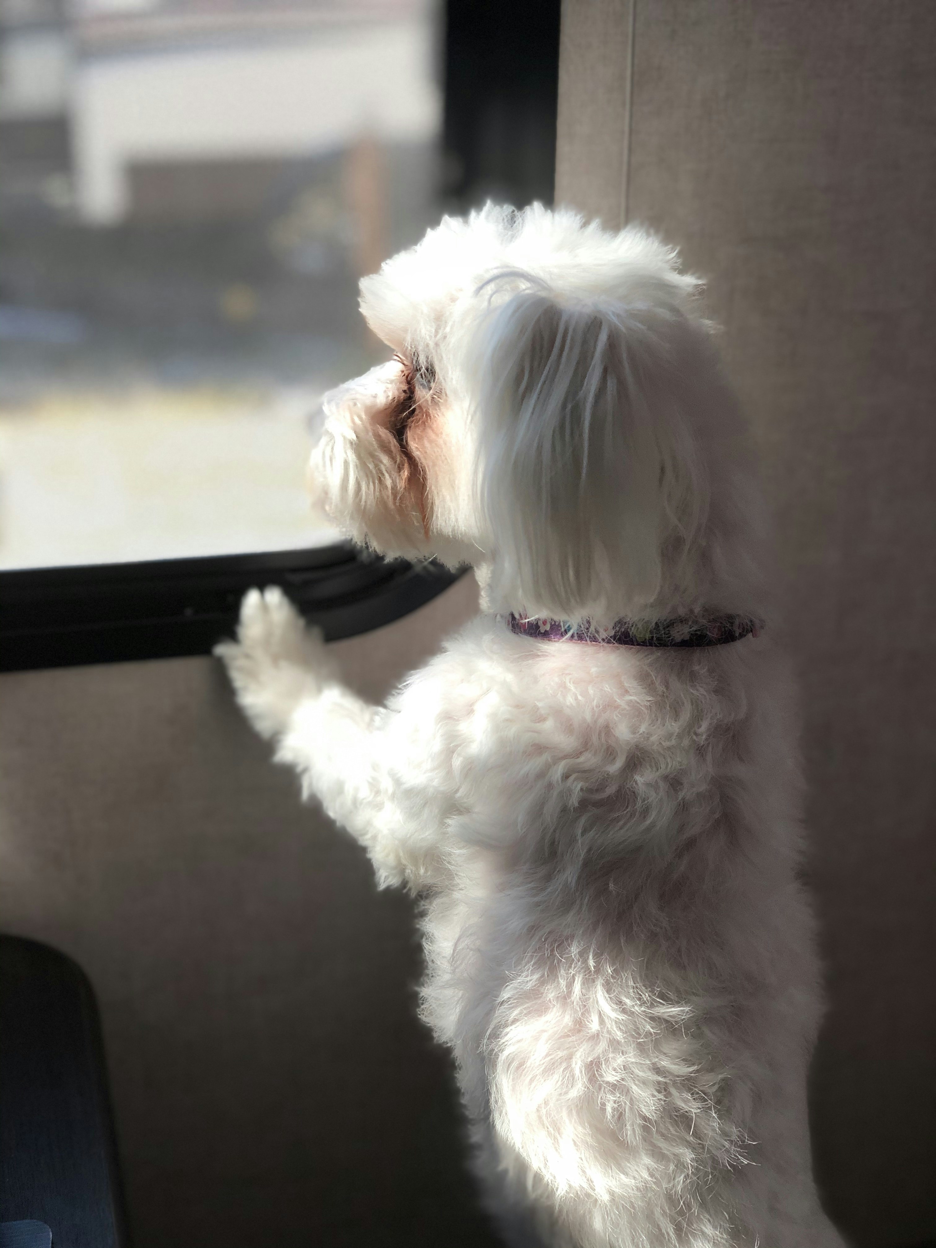 Window-Watching Whimsy: A Fluffy White Pup Gazes Out the Vehicle Window