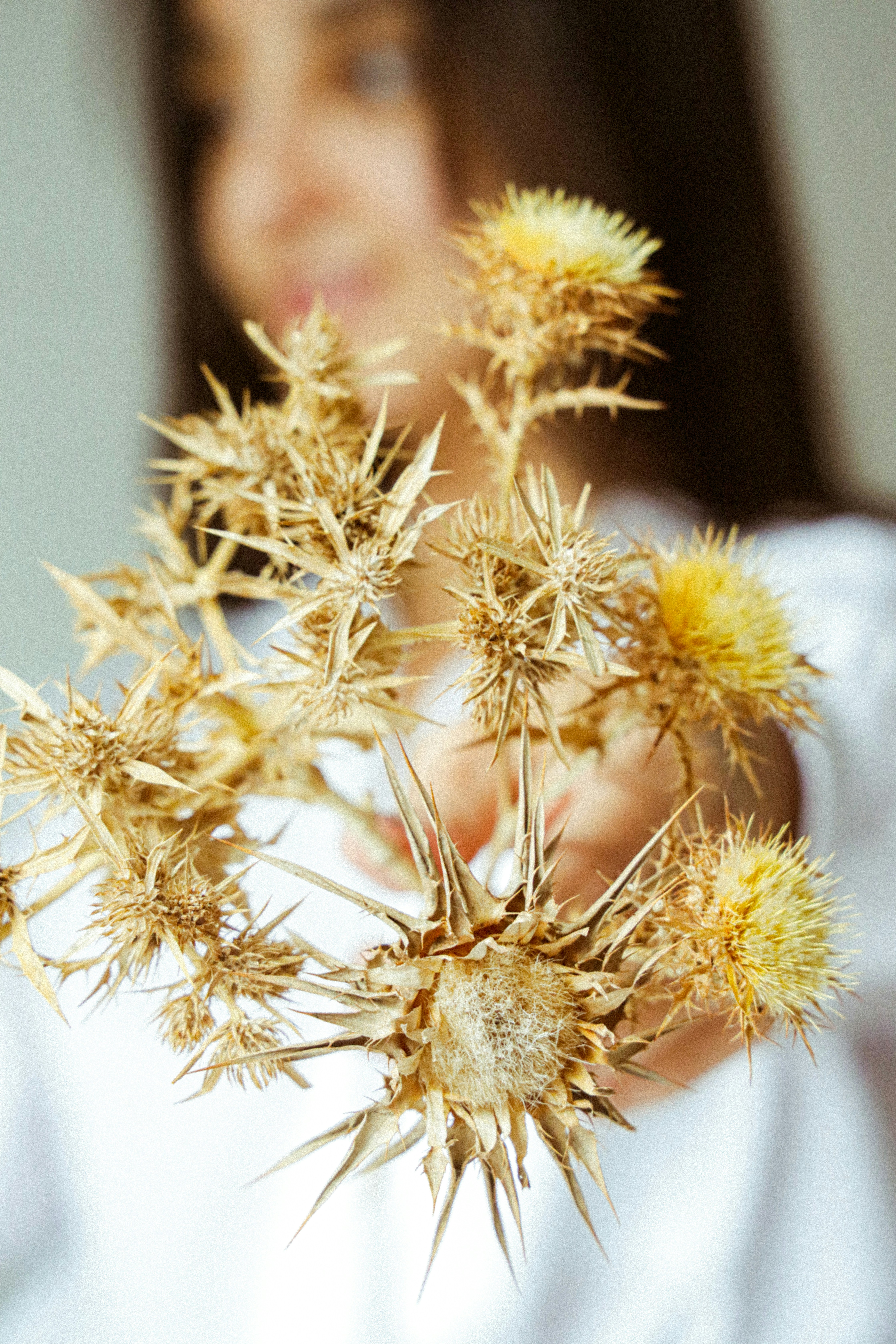 Arid Bloom: Close-Up of Dried Thistles in a Soft-Focused Portrait