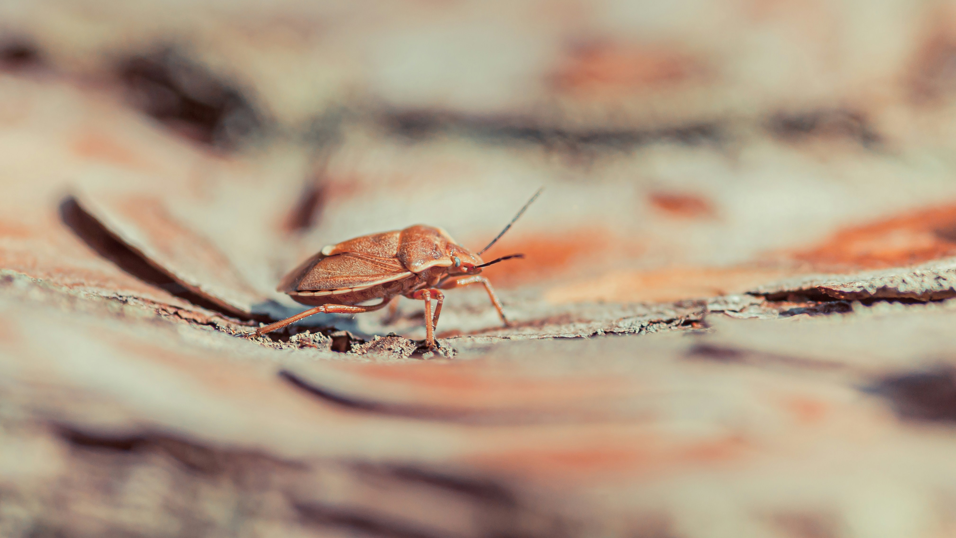 Close-up of a bed bug on a textured surface, displaying fine details and subtle colors.