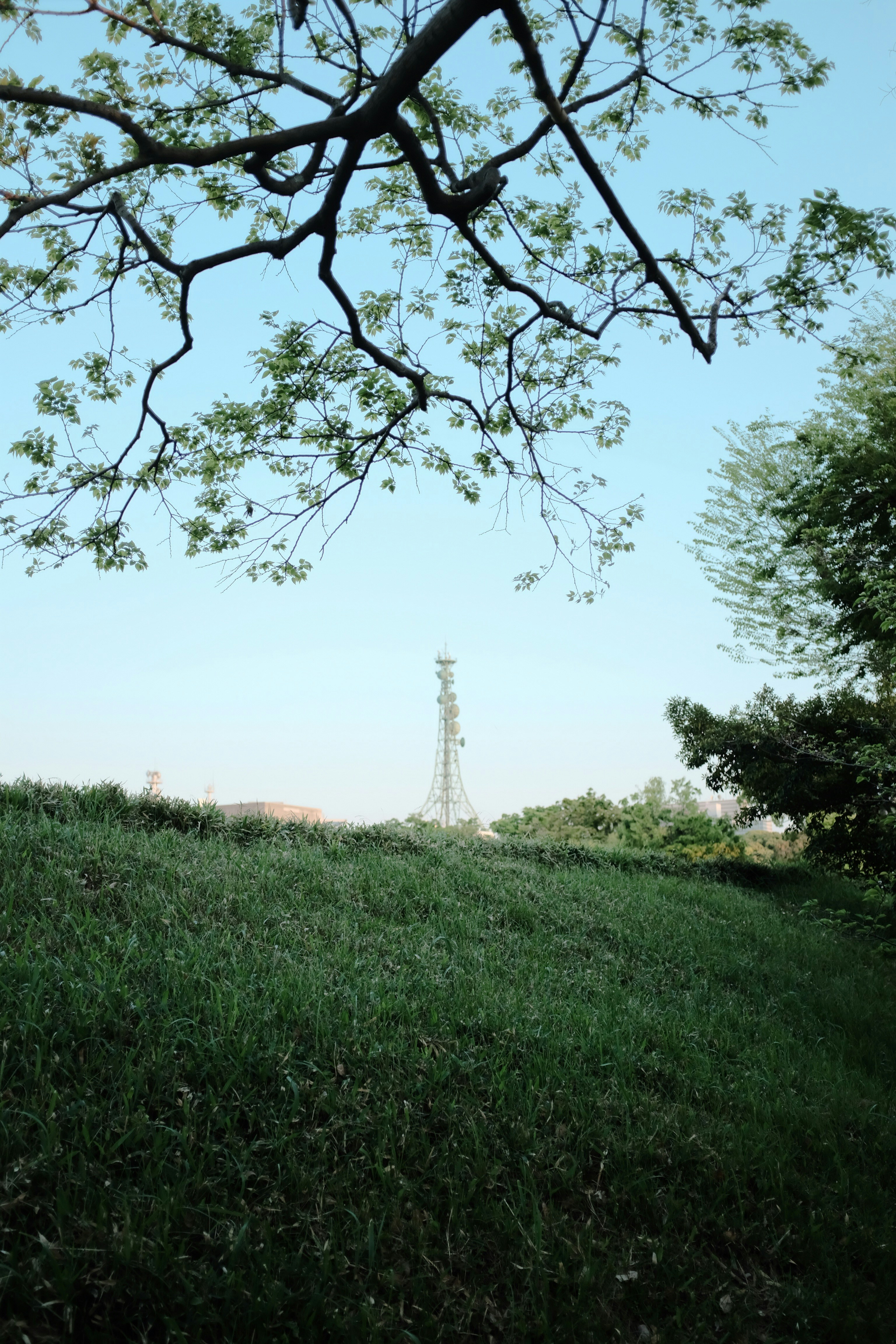 A lush green hillside framed by branches, showcasing a city tower in the background against a clear sky.