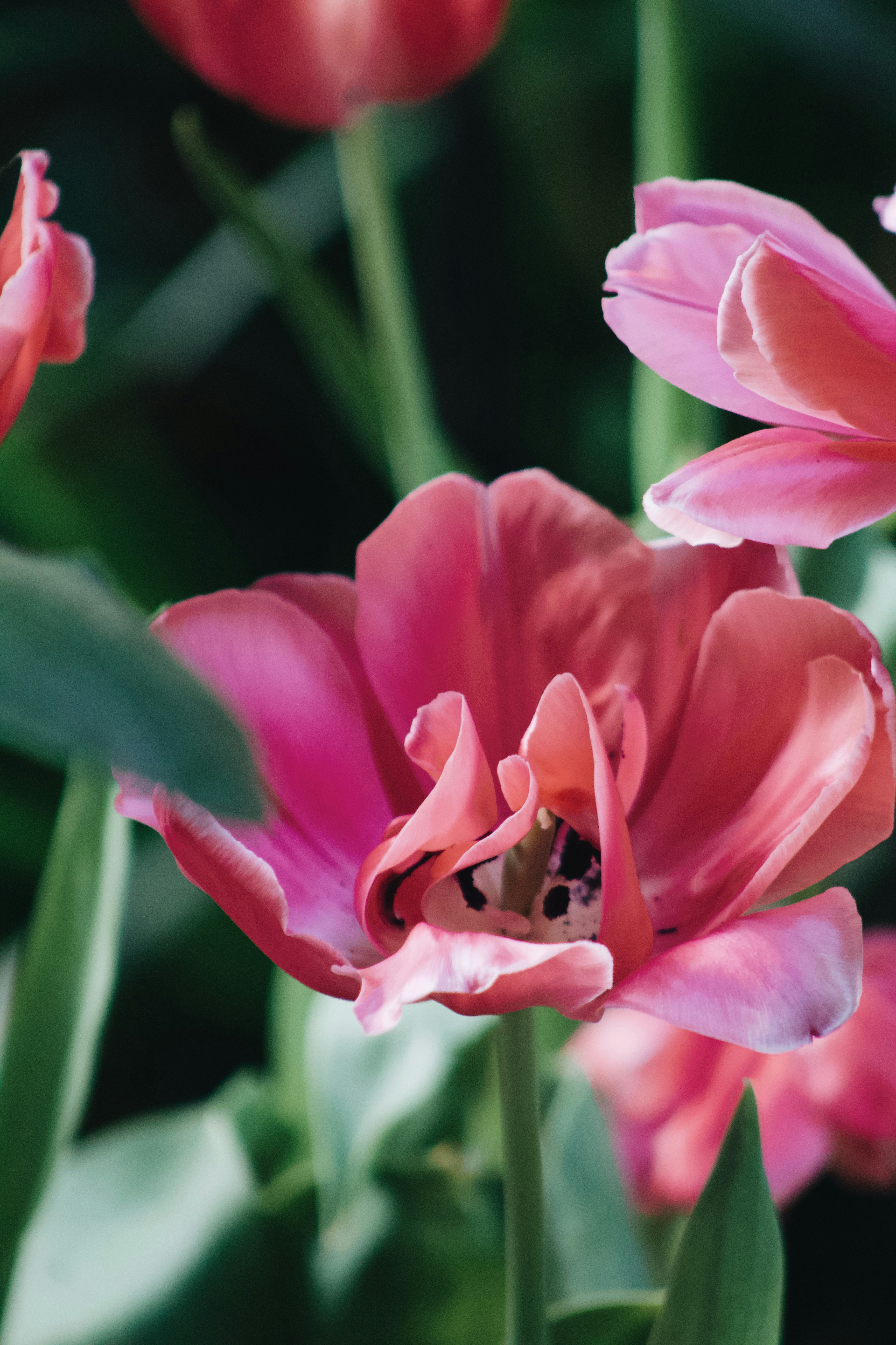 Macro Moment: The Quiet Heart of a Pink Tulip