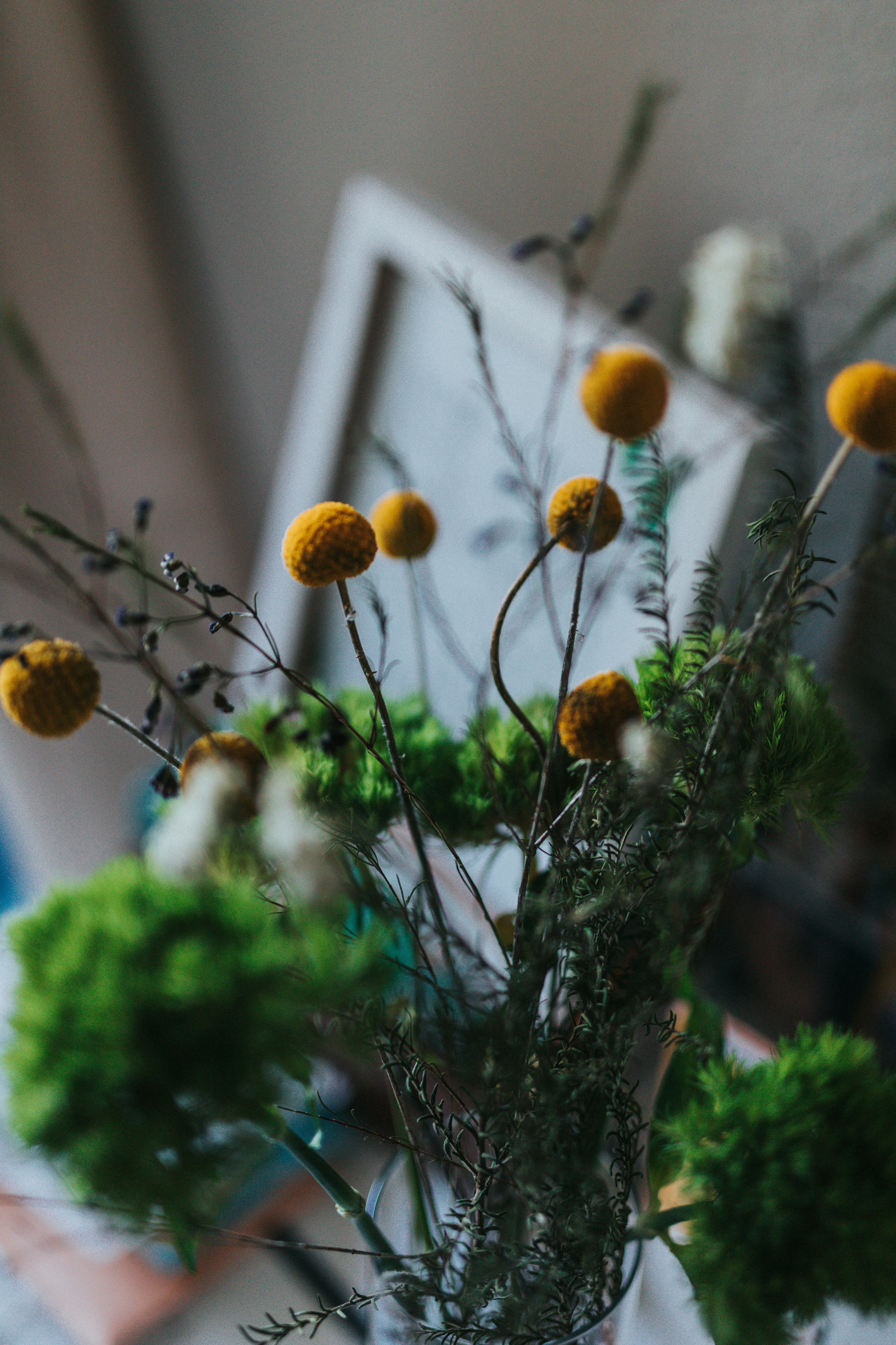 Fruits ronds jaunes sur l’arbre photo – Photo Plante Gratuite sur Unsplash