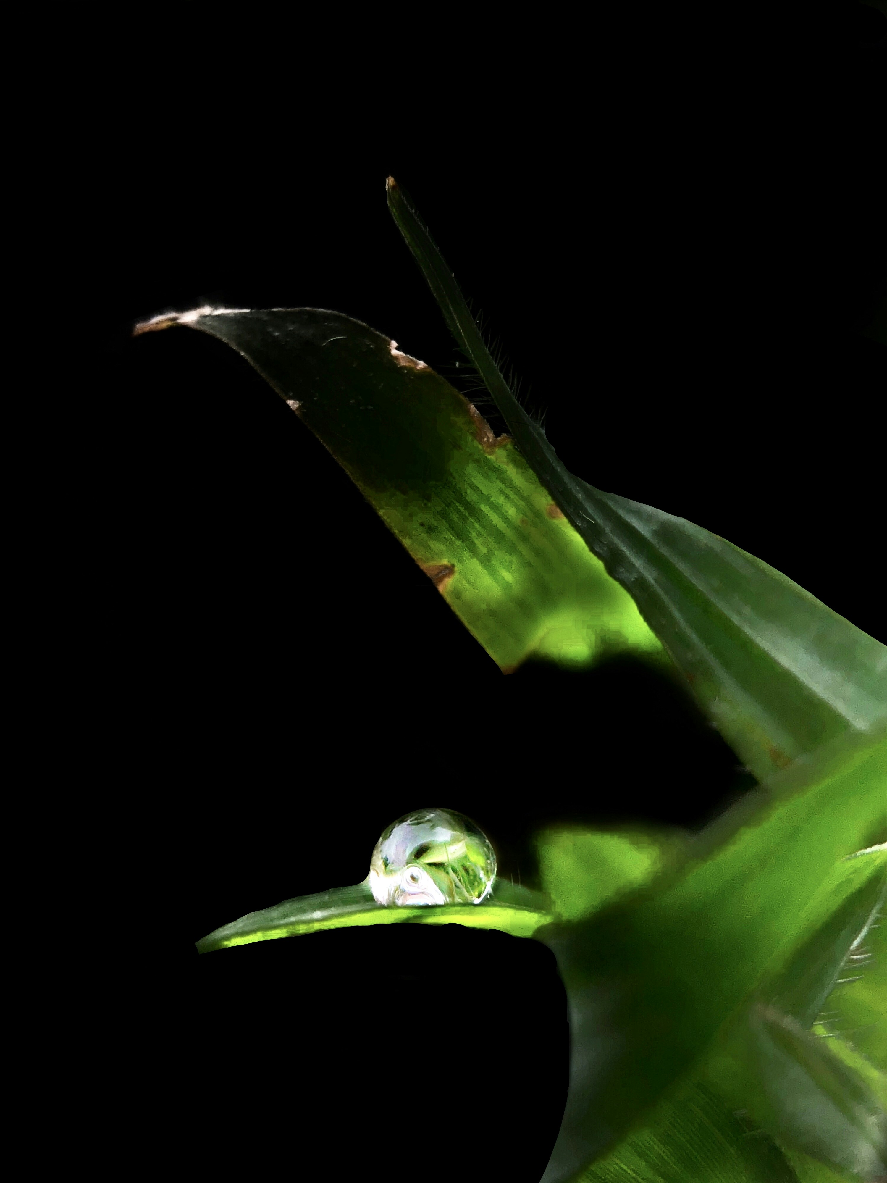 A crystal bead rests on a leaf at the edge of darkness