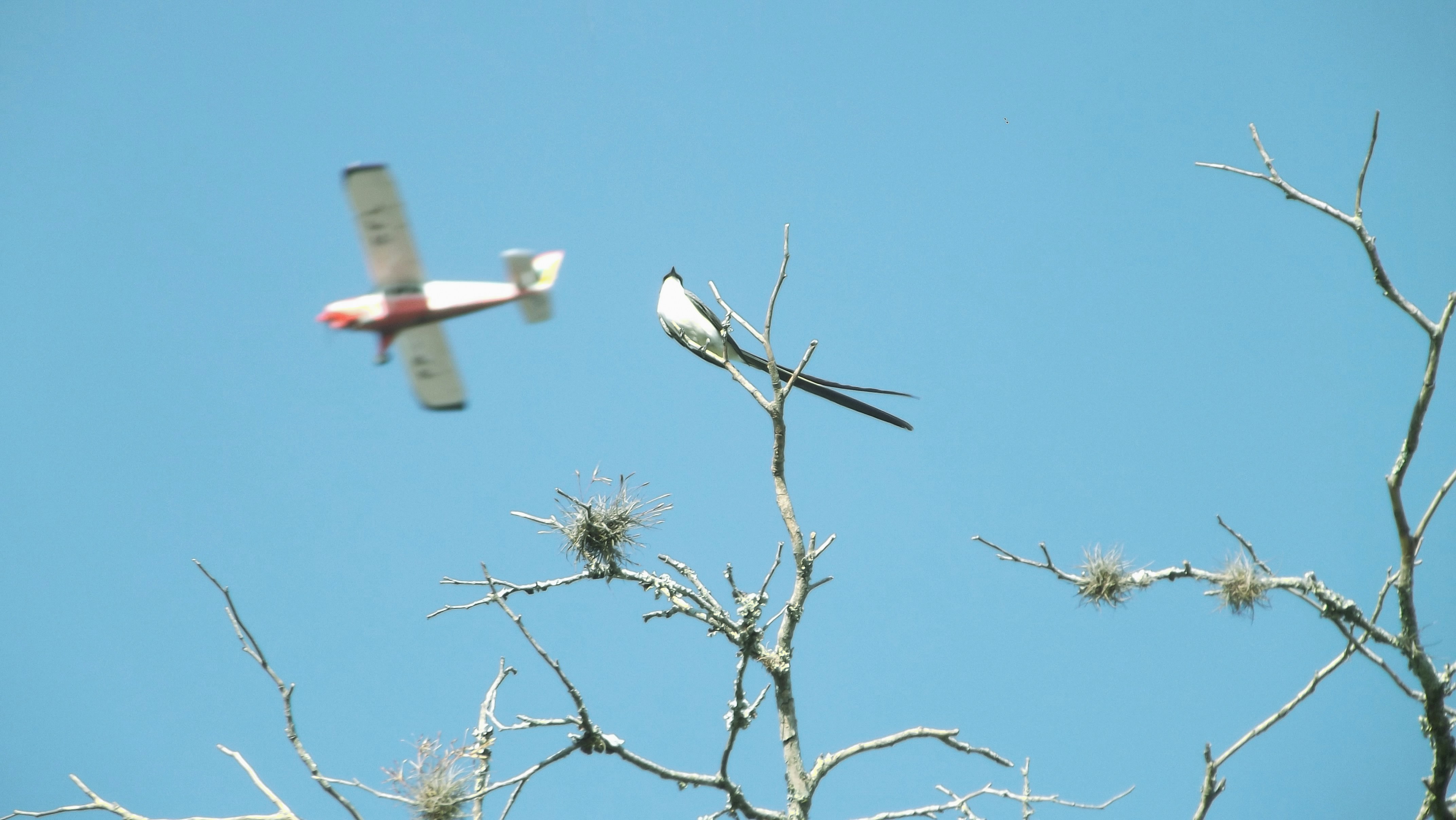 A slender bird perched on a bare tree branch as a small aircraft flies overhead against a clear blue sky.
