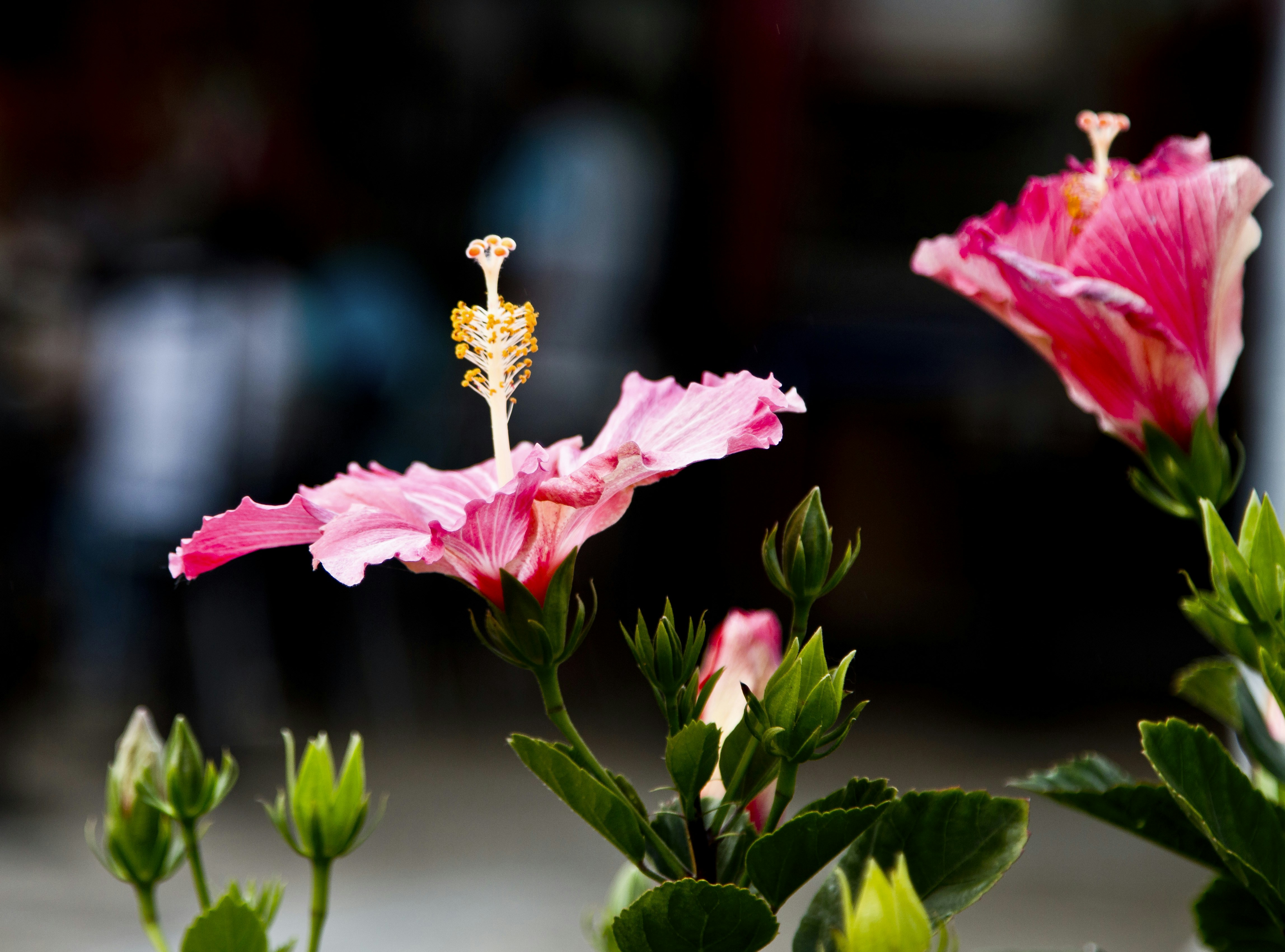 Pink Hibiscus in Velvet Bokeh: Bloom Against a City-Soft Background