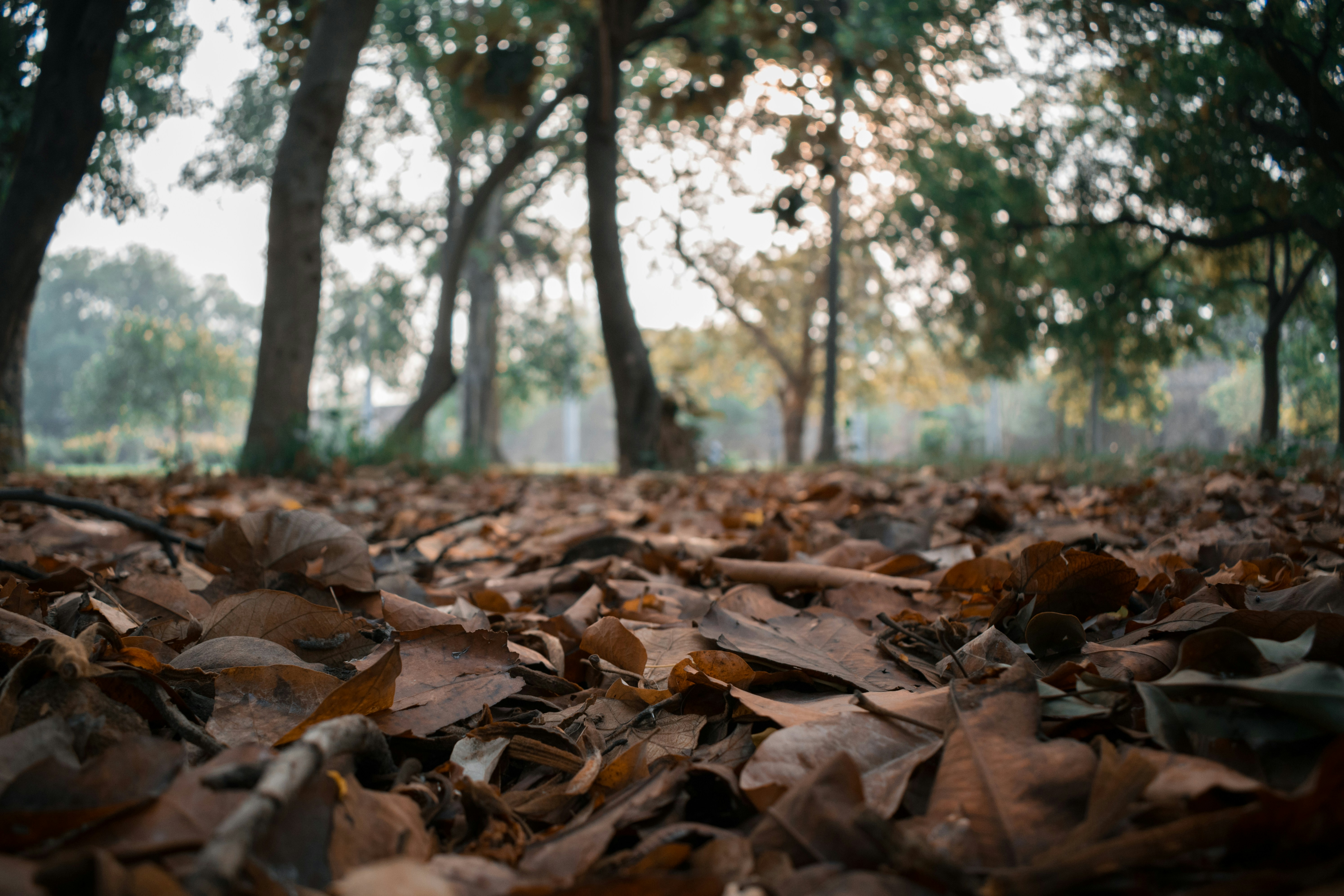 Nature | brown leaves on ground during daytime