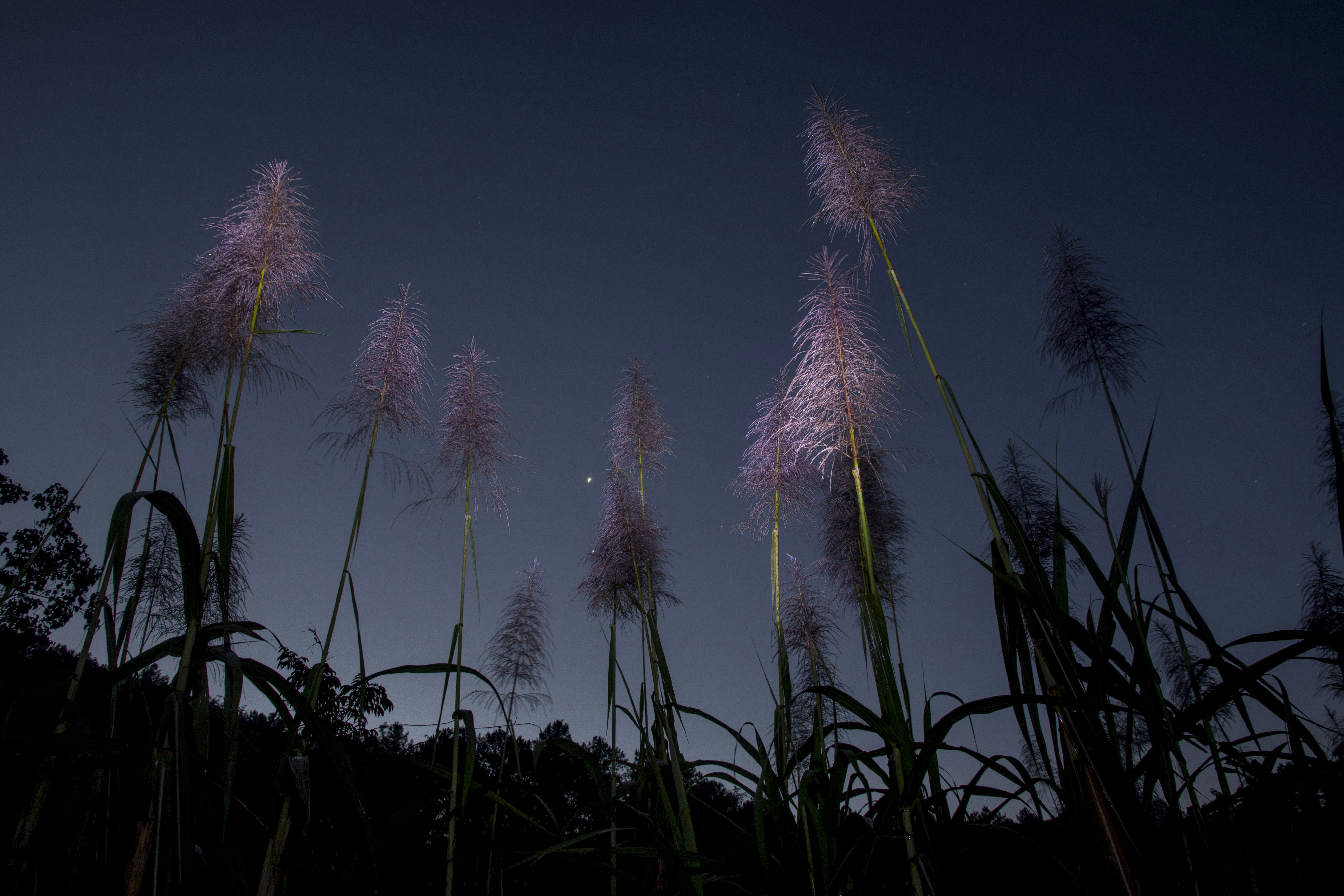 Tall grasses illuminated by soft moonlight against a twilight sky, creating an ethereal atmosphere.