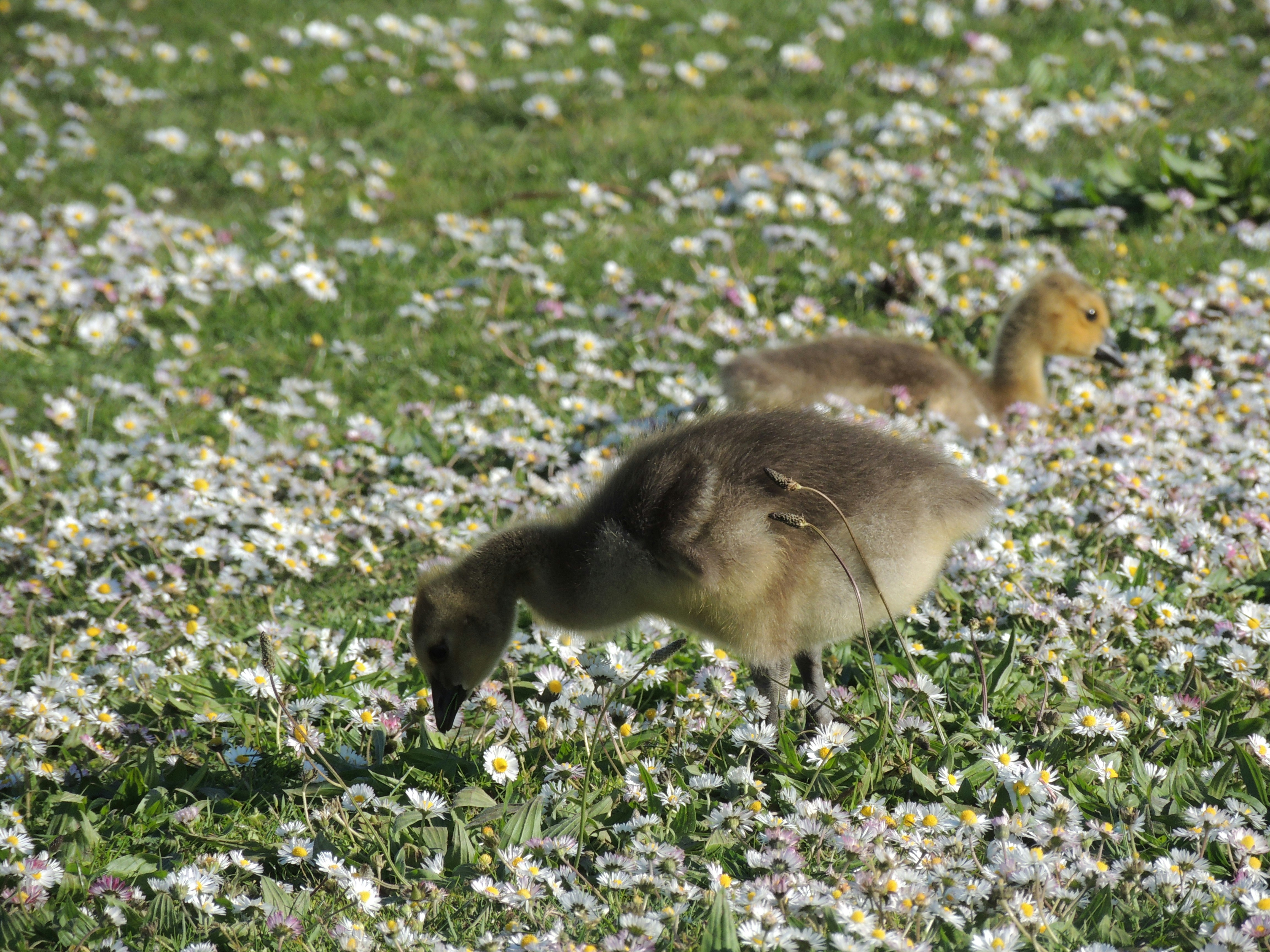 Dappled Ducklings foraging through a daisied meadow