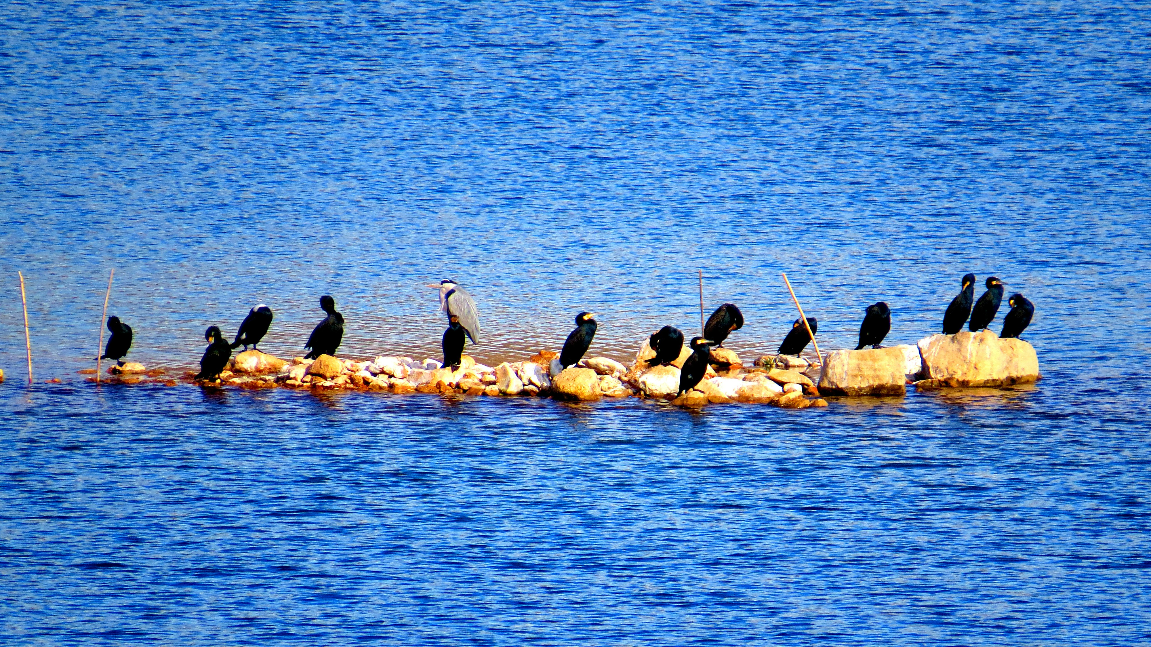Cobalt River Chorus: Jet-Black Cormorants Line a Weathered Log