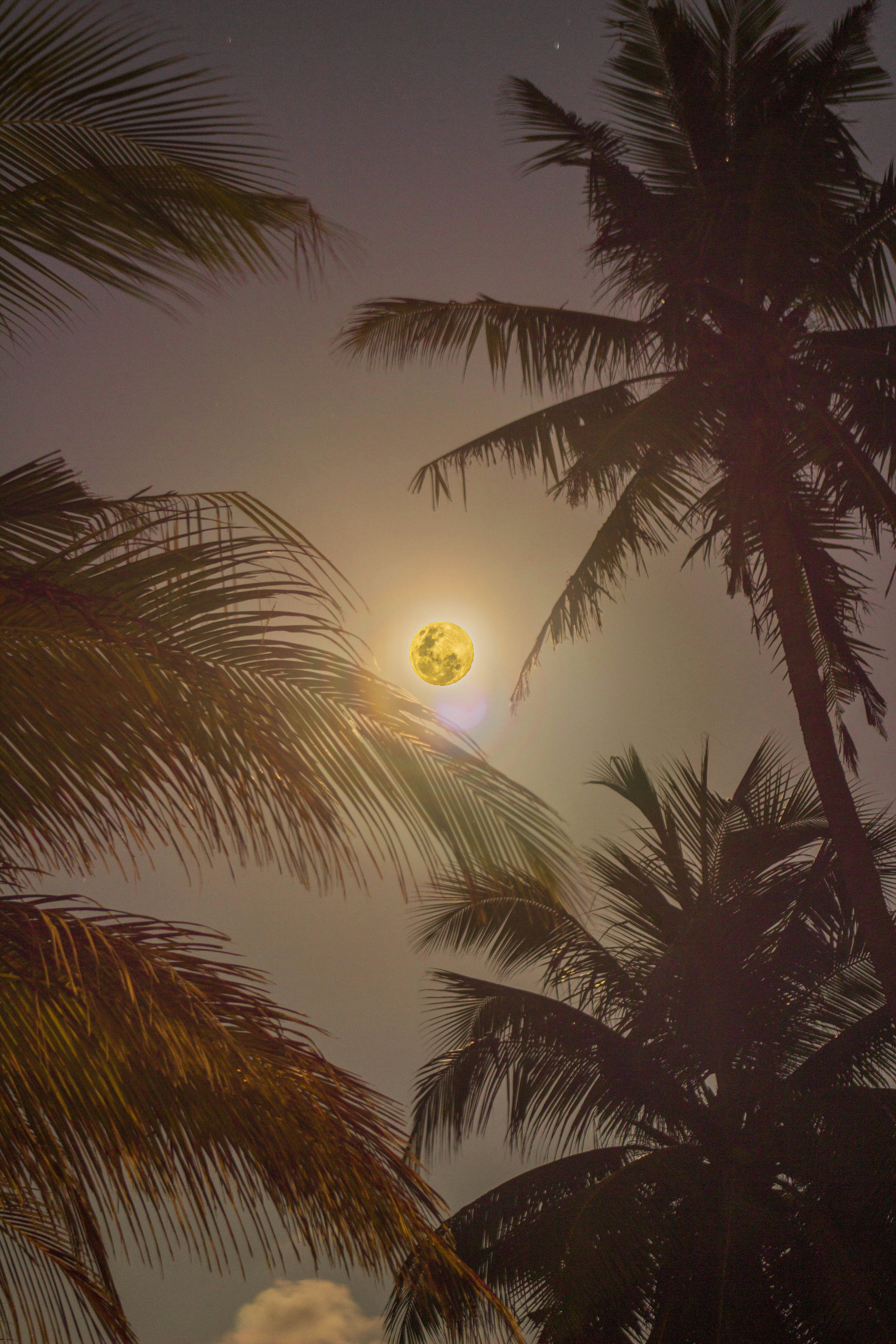 Full Moon Framed by a Night-Bloom of Palms