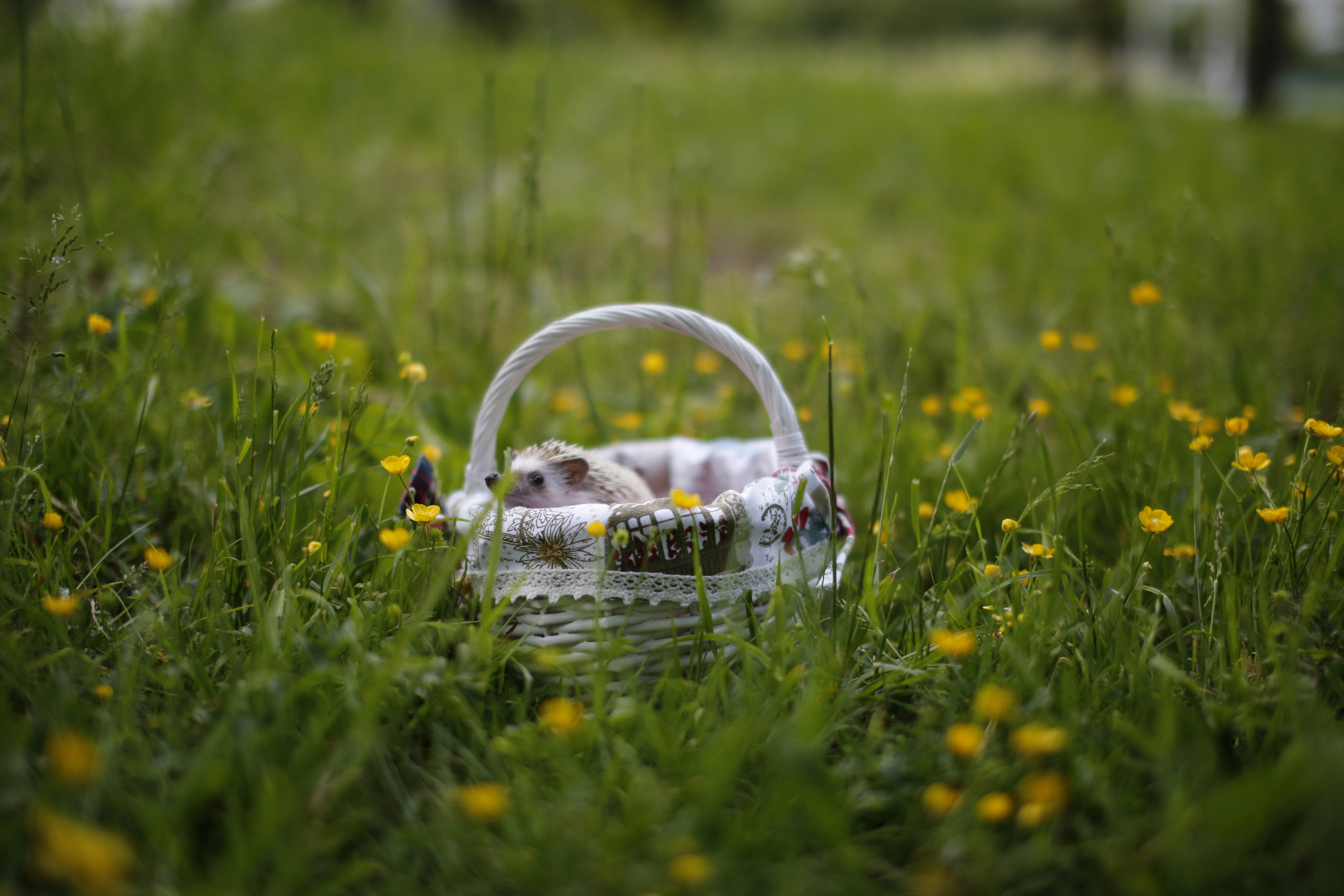 Meadow Whimsy: White Feline Nestled in a Wicker Basket