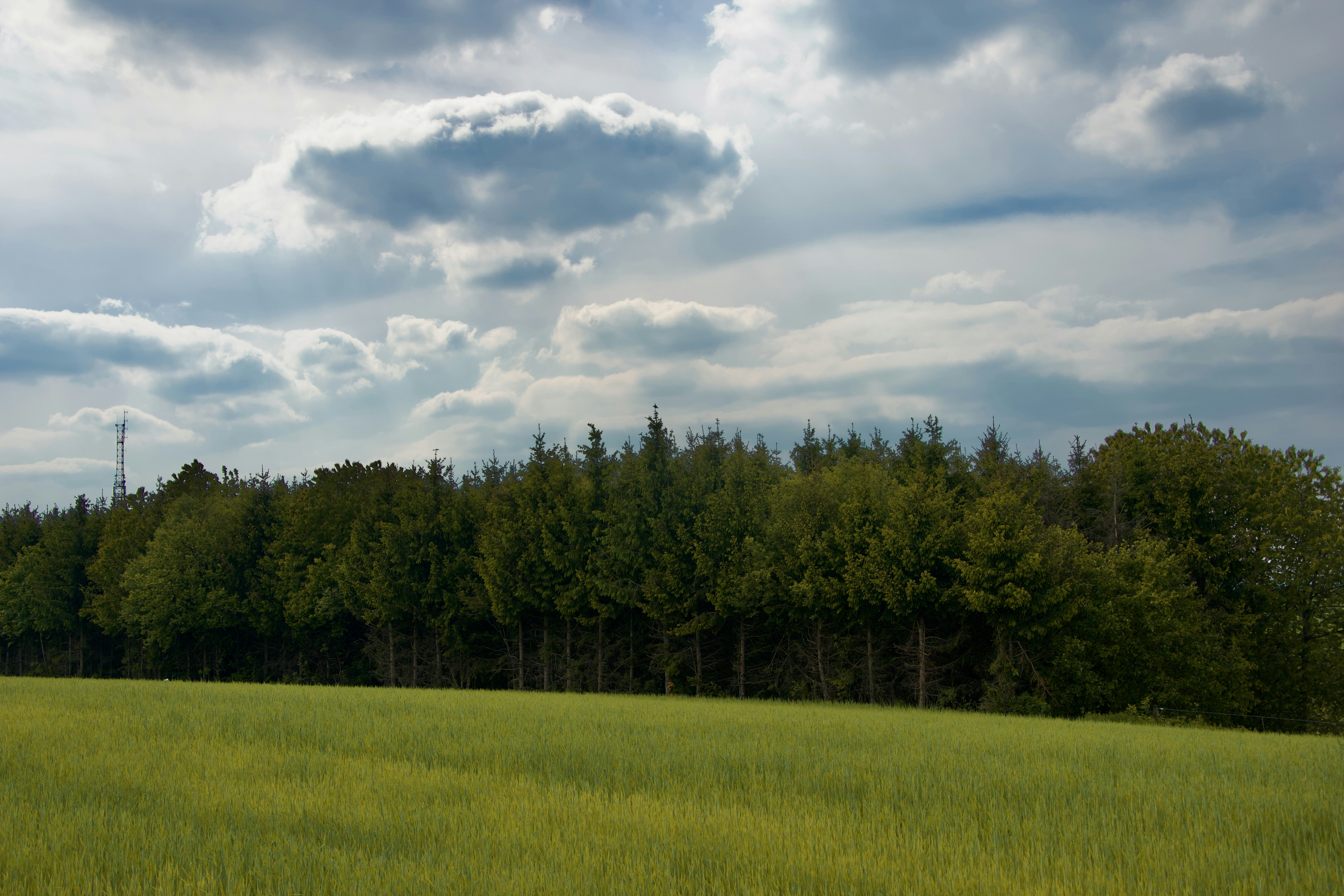 Green grass field surrounded by green trees under white clouds and blue ...