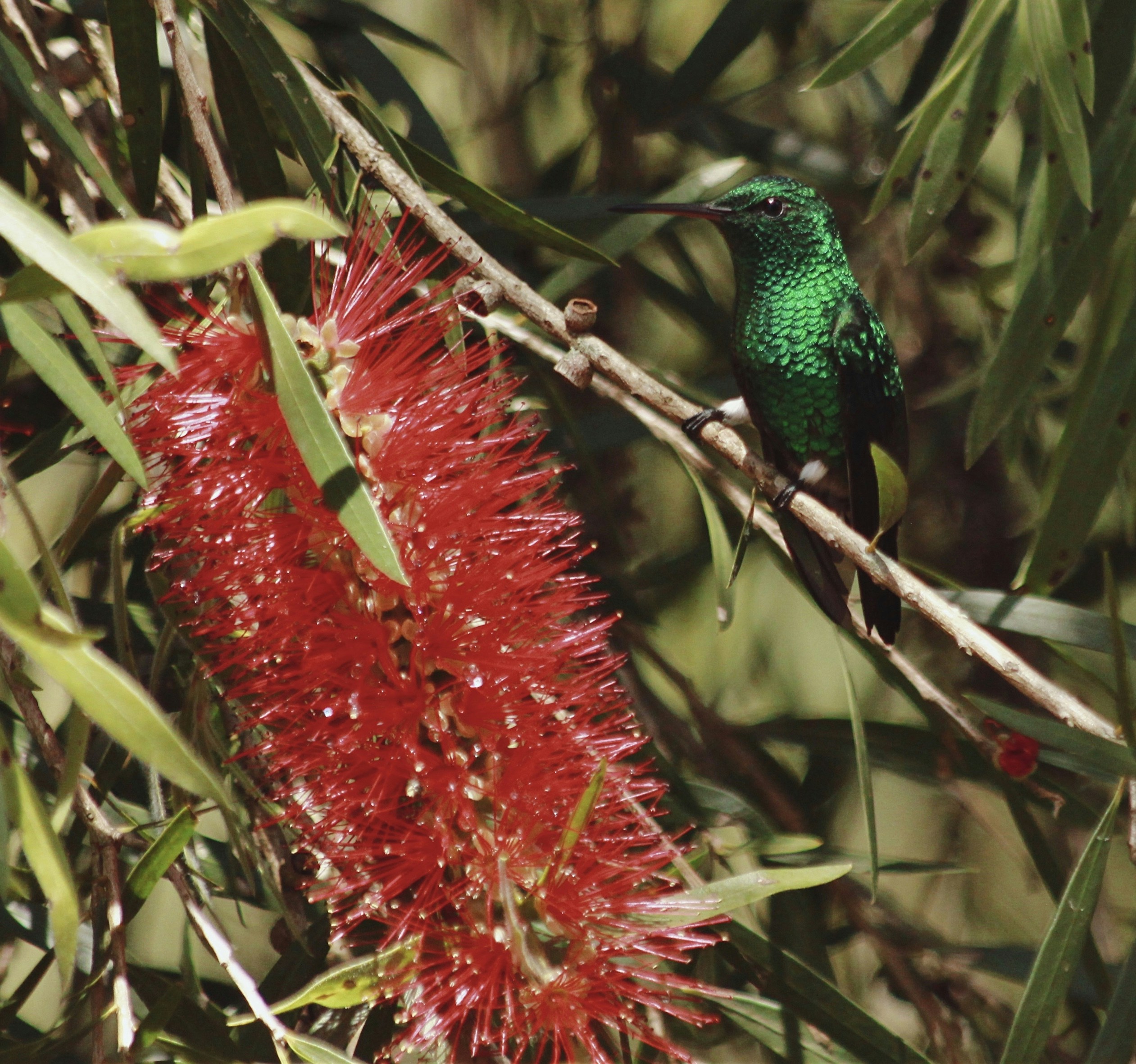 Emerald Haze: Hummingbird on a Crimson Bloom