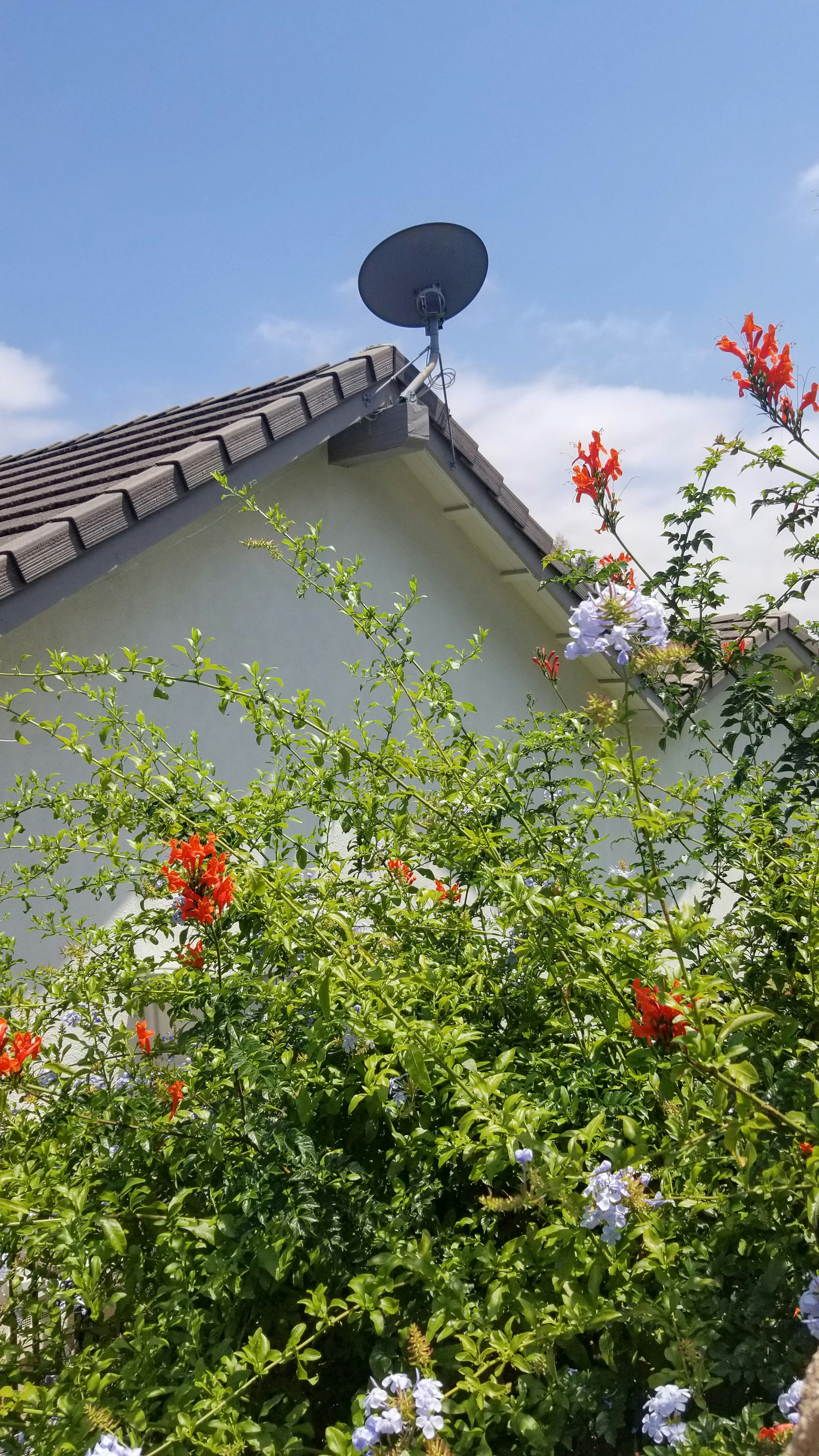 House roof with a satellite dish above a lush flowering bush under a clear sky.