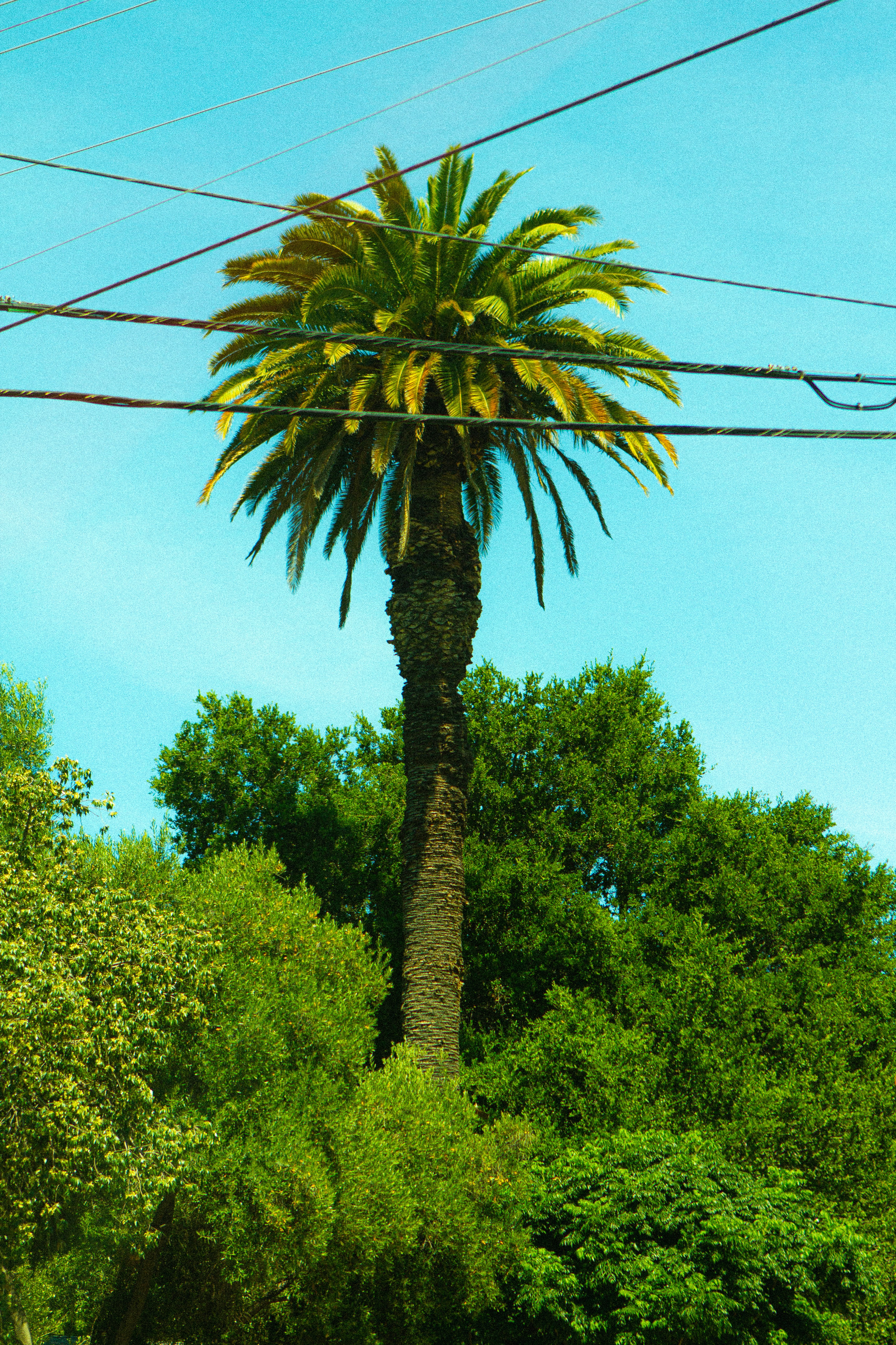 Palm Crown Between Wires Under a Cerulean Sky
