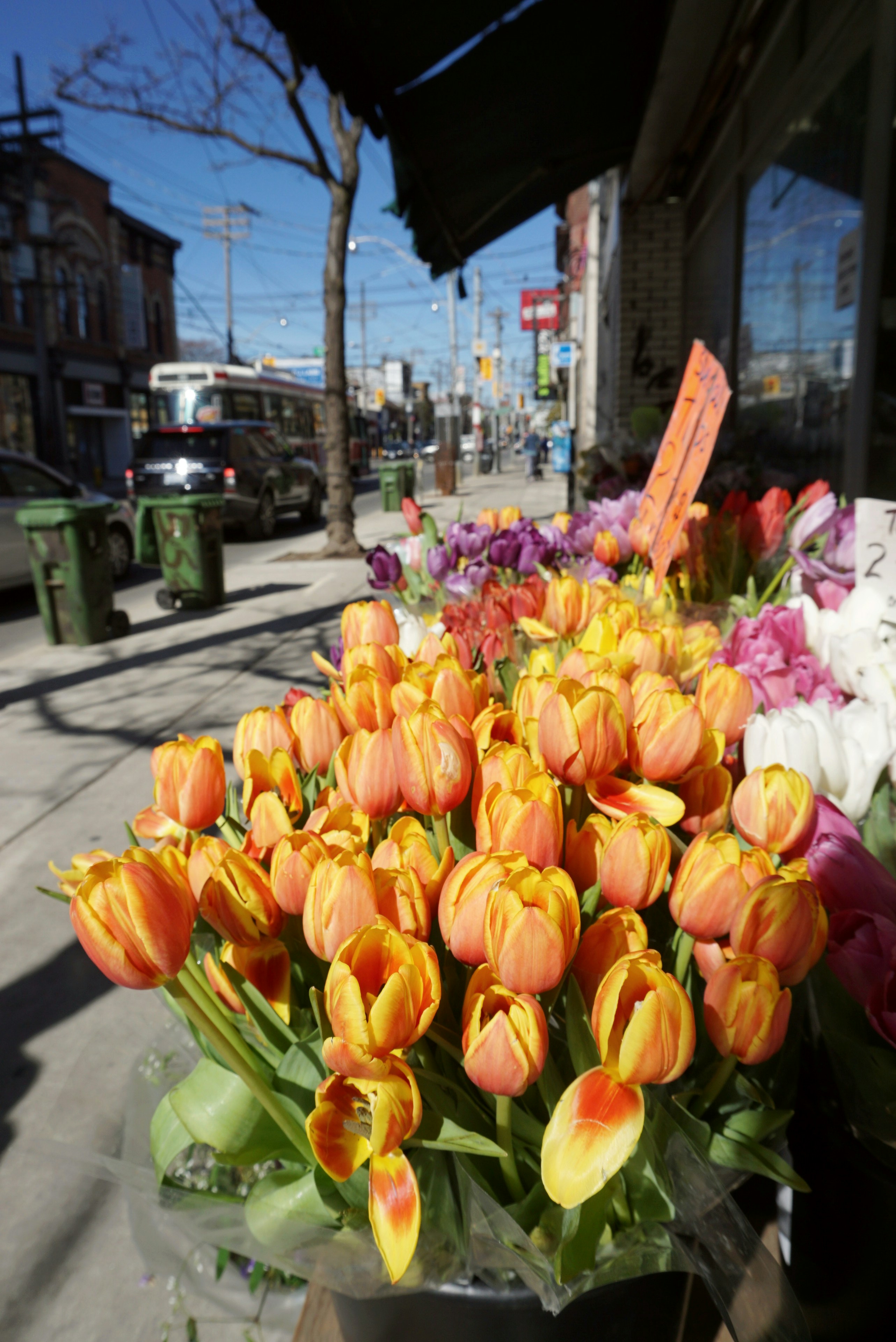 Yellow and pink tulips on gray concrete road during daytime photo ...