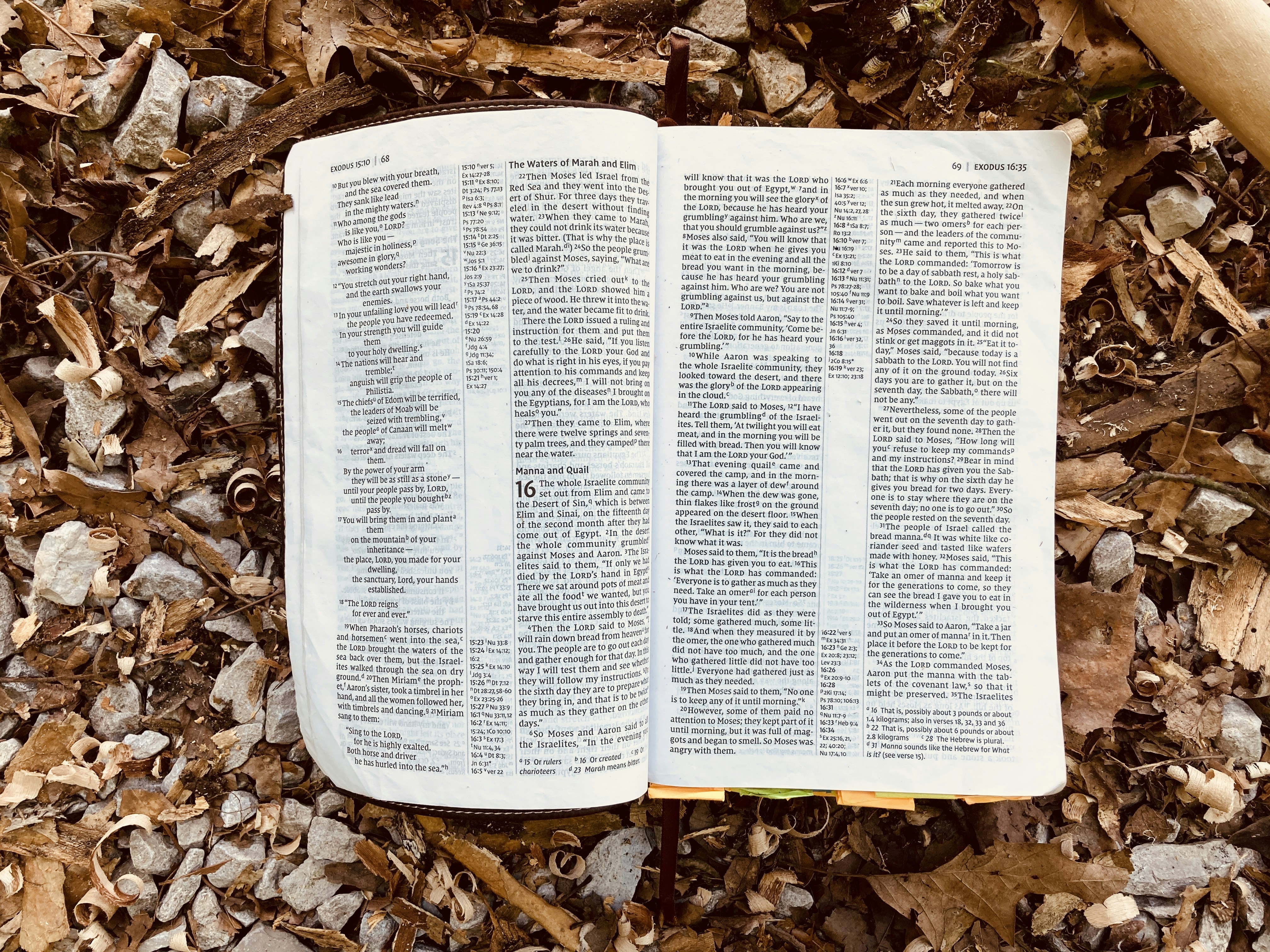 Autumn Pages: An Open Bible Resting Among Fallen Leaves