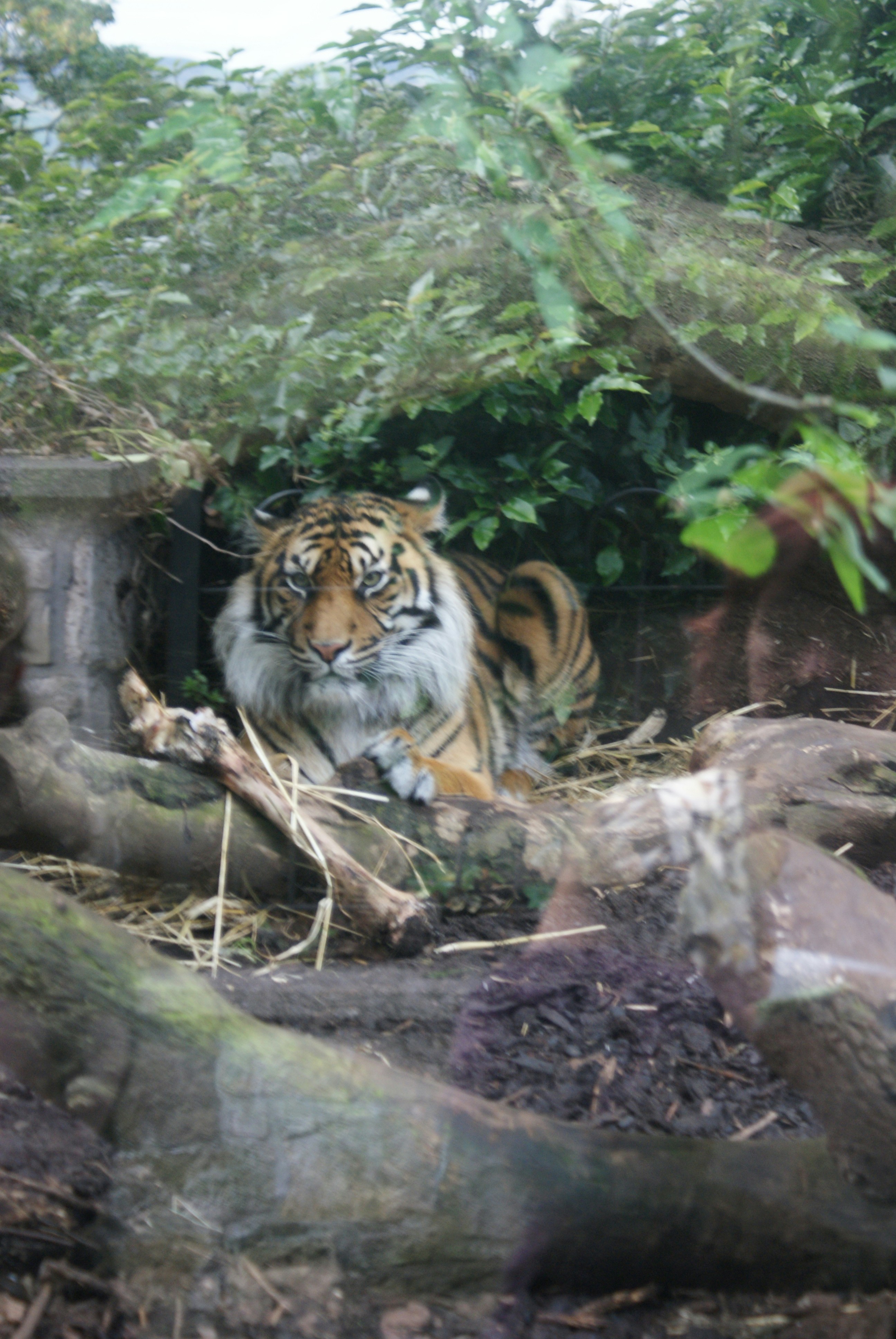 Tiger at Rest Behind Foliage: A Quiet Moment in the Geofenced Habitat