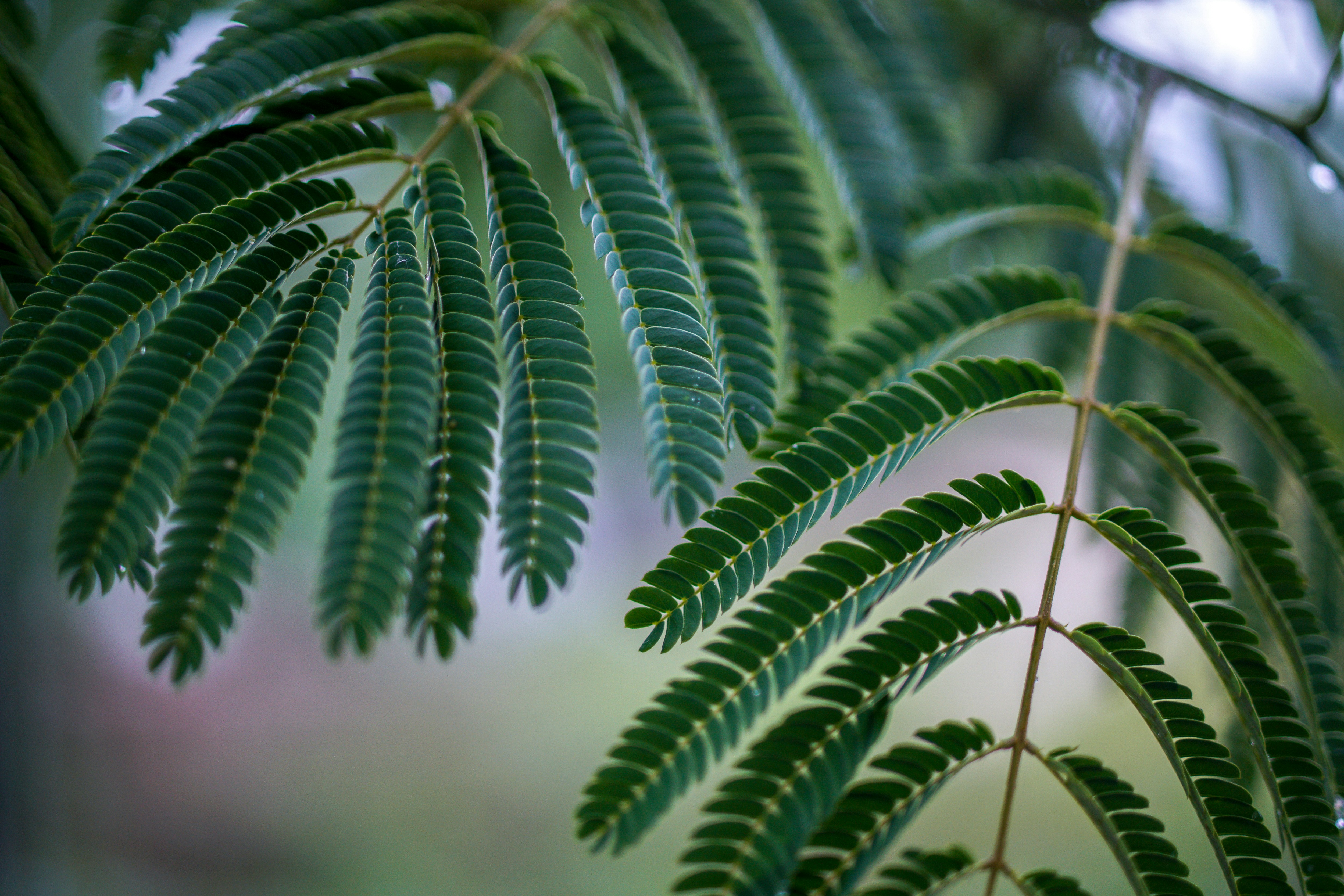 Delicate green leaves of a mimosa tree gracefully arching against a soft, blurred background.