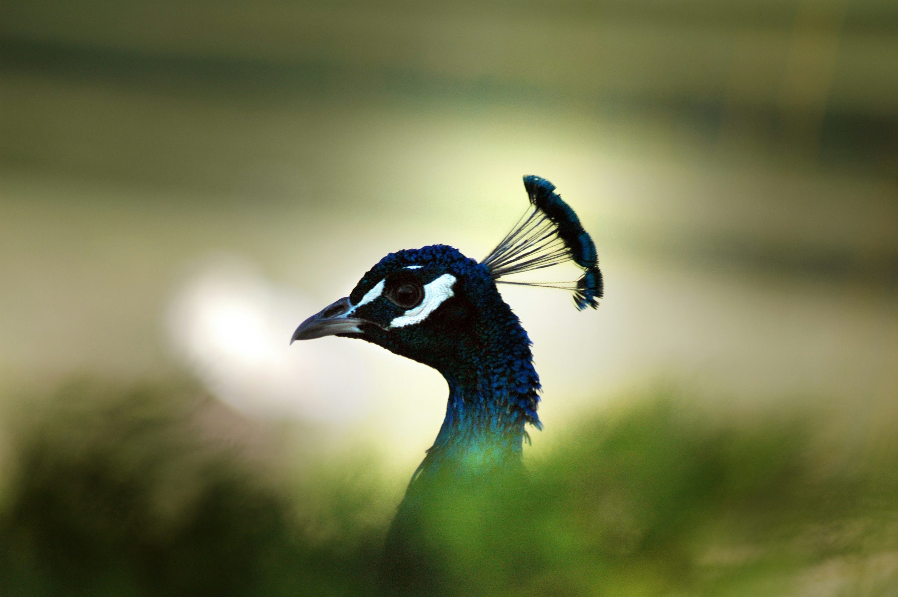 Feathered Focal: Peacock Head in Velvet Bokeh