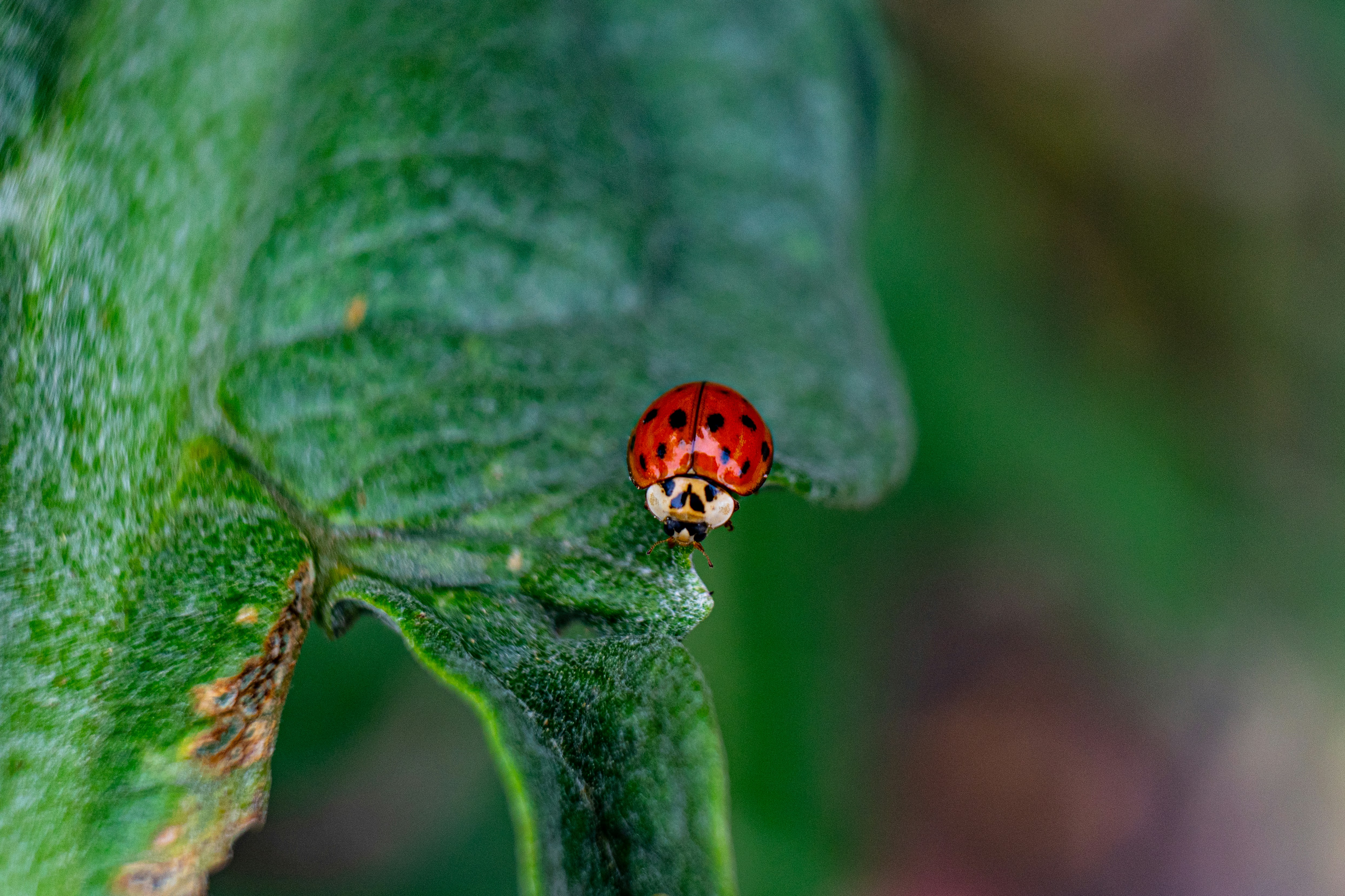 Red and black ladybug on green leaf in close up photography during ...