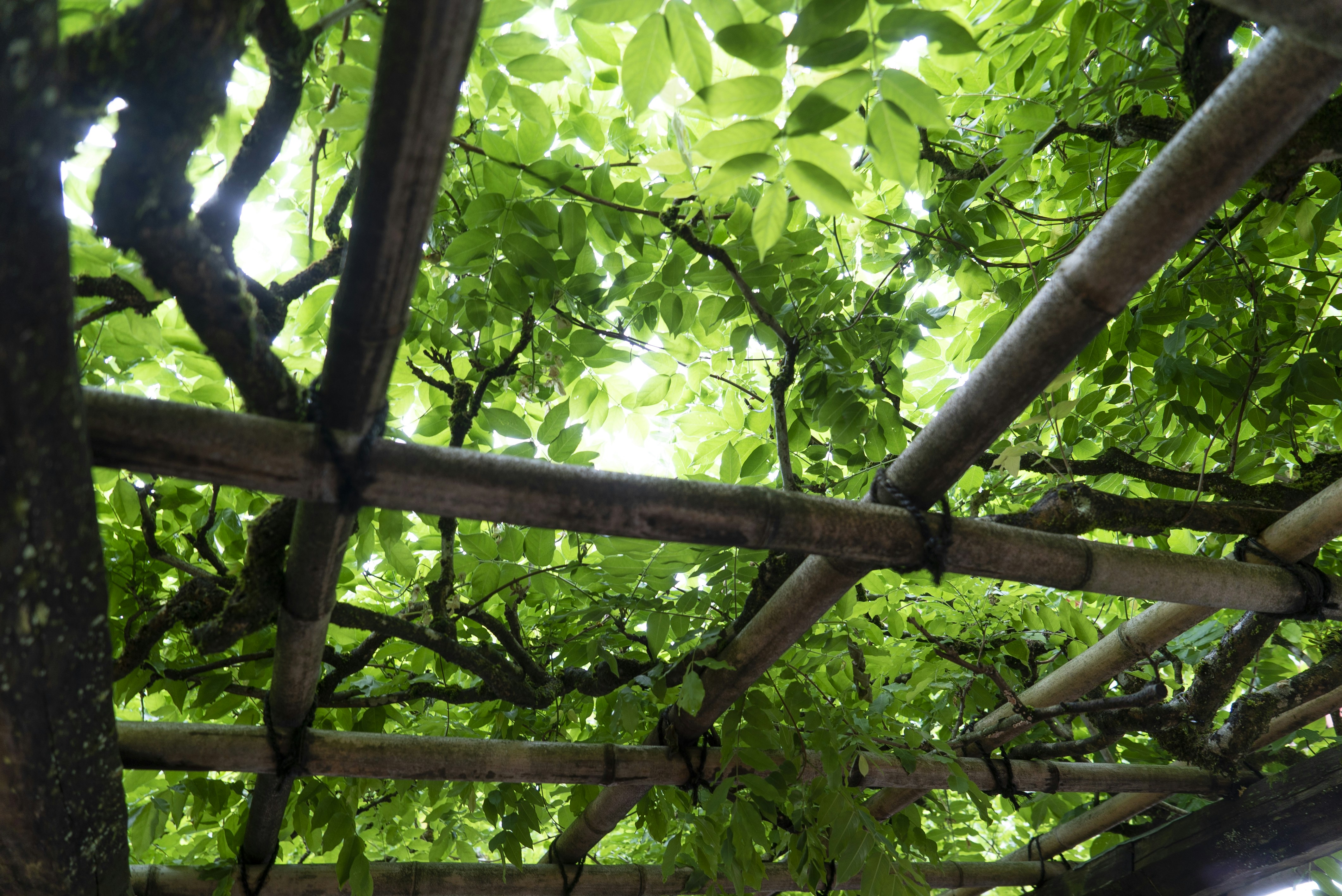 Lush green leaves interwoven with bamboo beams create a natural canopy, filtering sunlight in a serene outdoor setting.