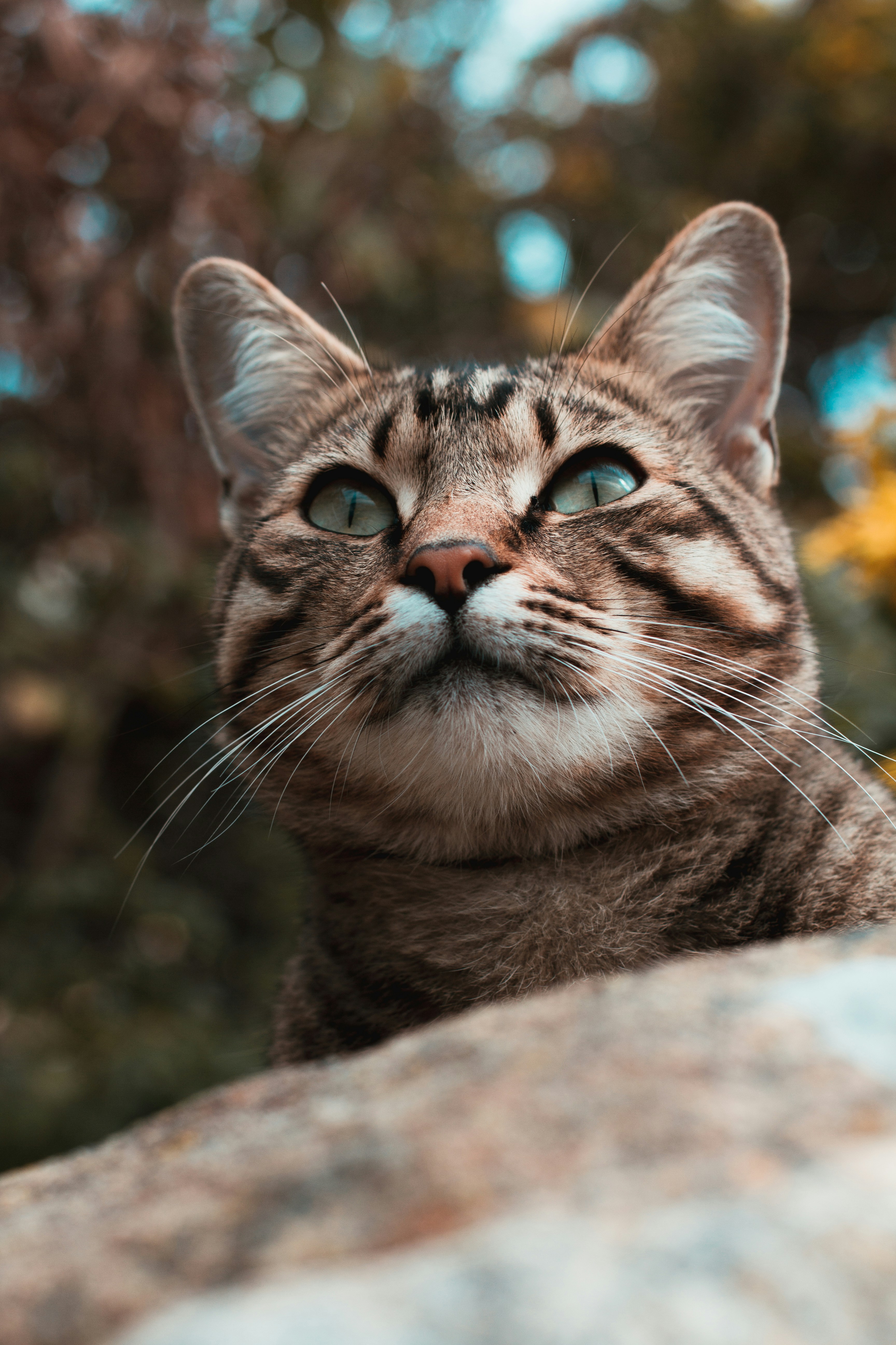 Emerald-Eyed Cat on a Stone Riser Amid Autumn Hues