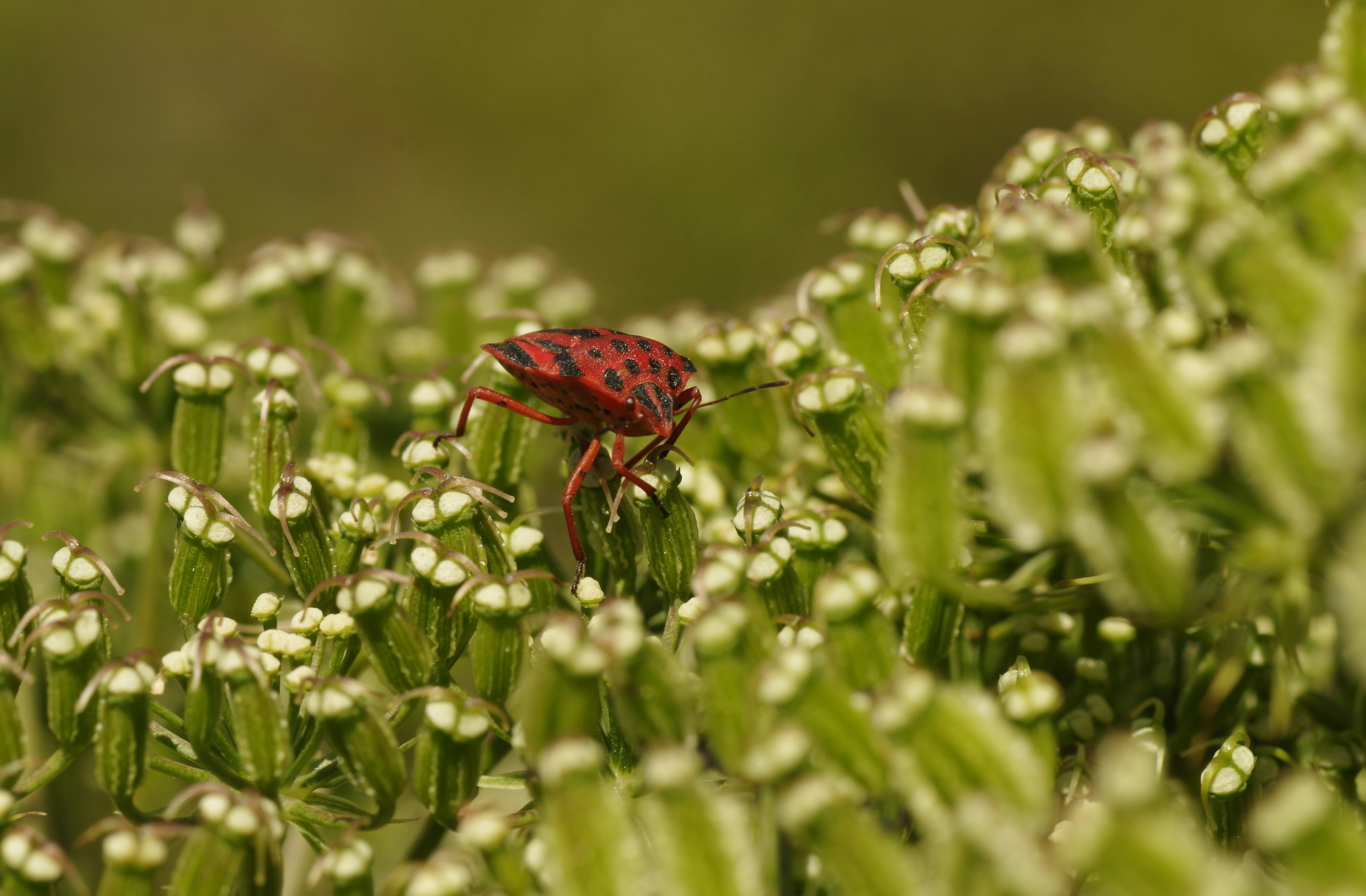 a red bug sitting on top of a green plant