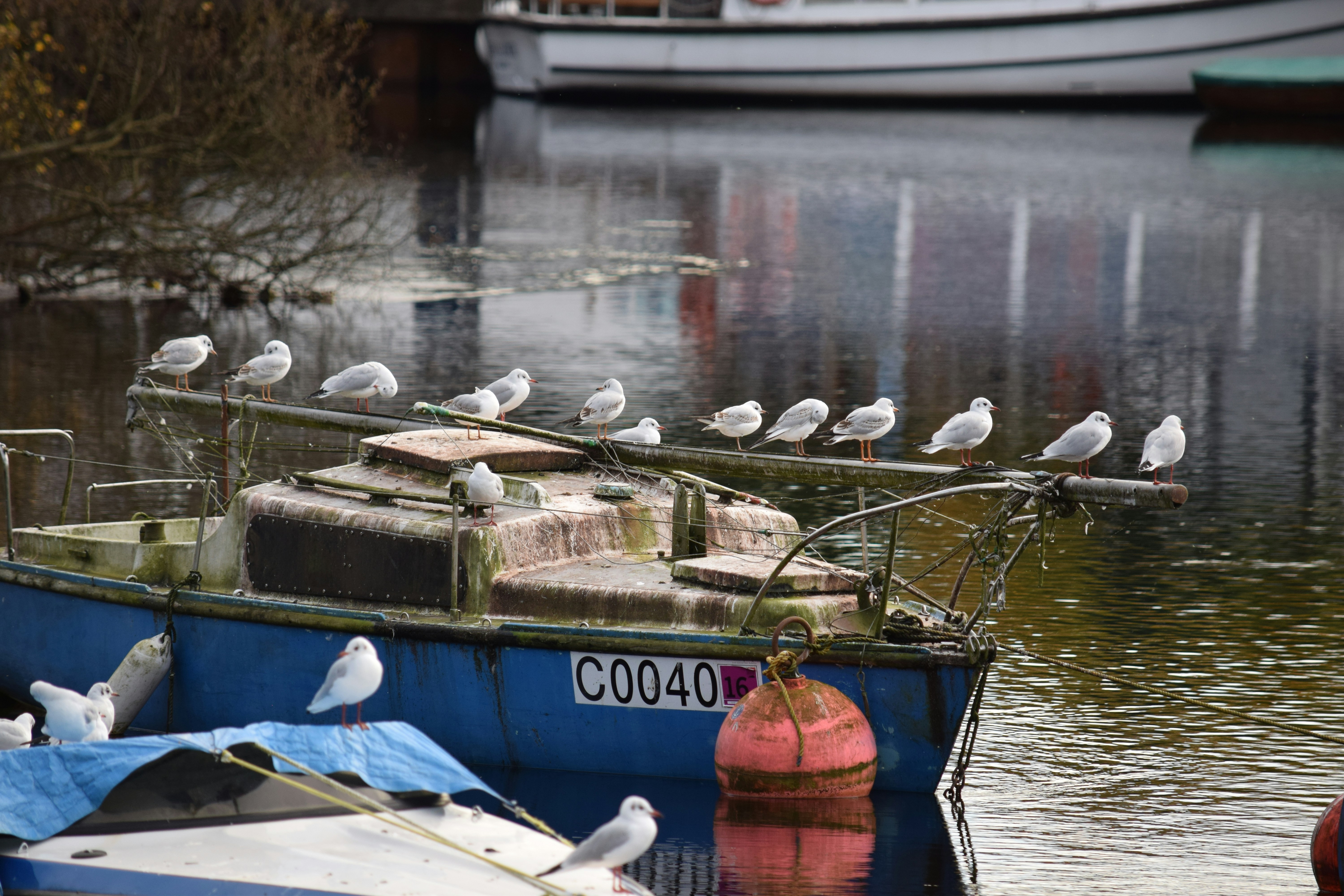 Harbor Chorus: Seagulls Perched Along a Weathered Barge