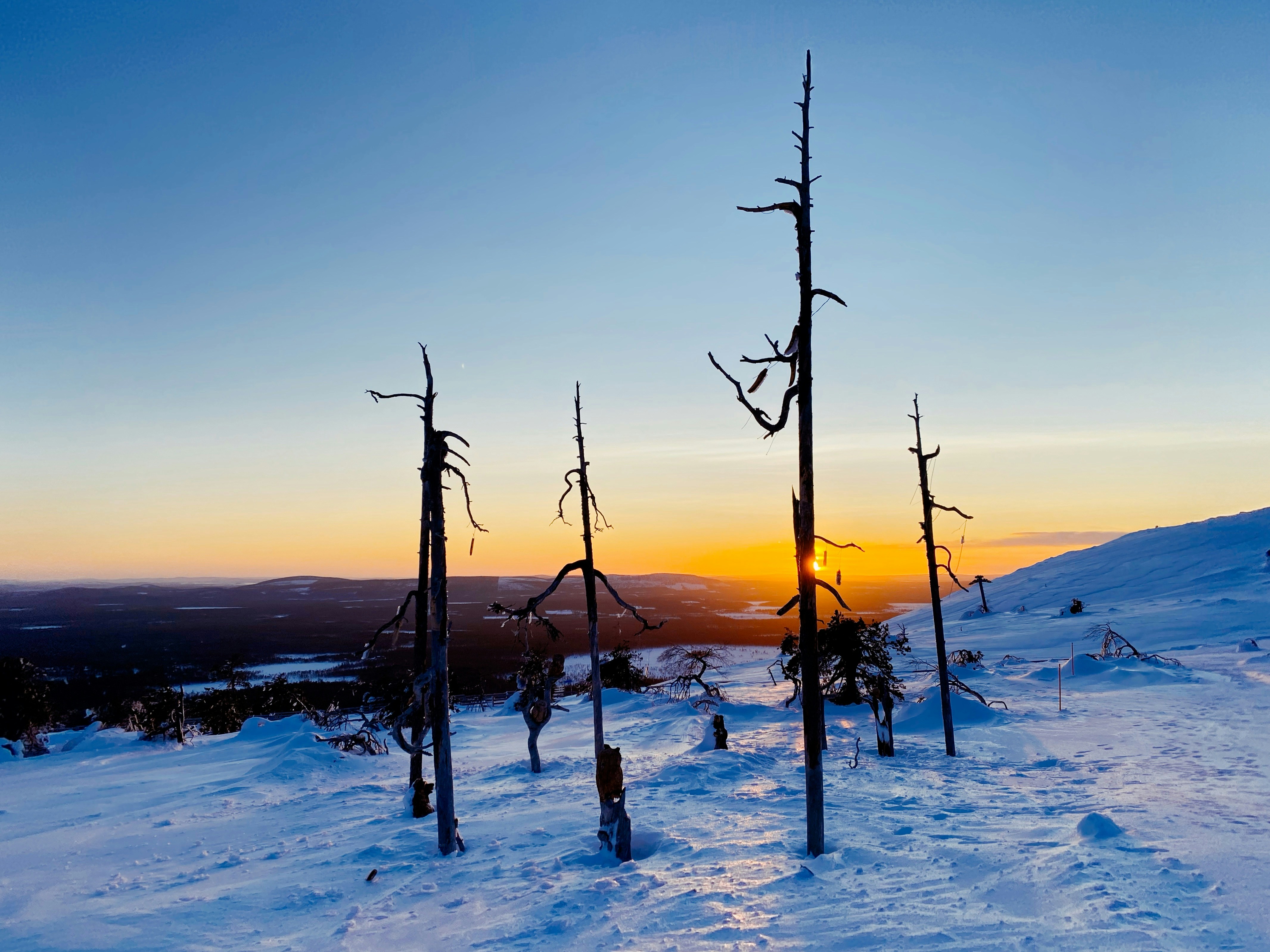 Sunlit Silhouettes: Dead Pines on a Winter Rim