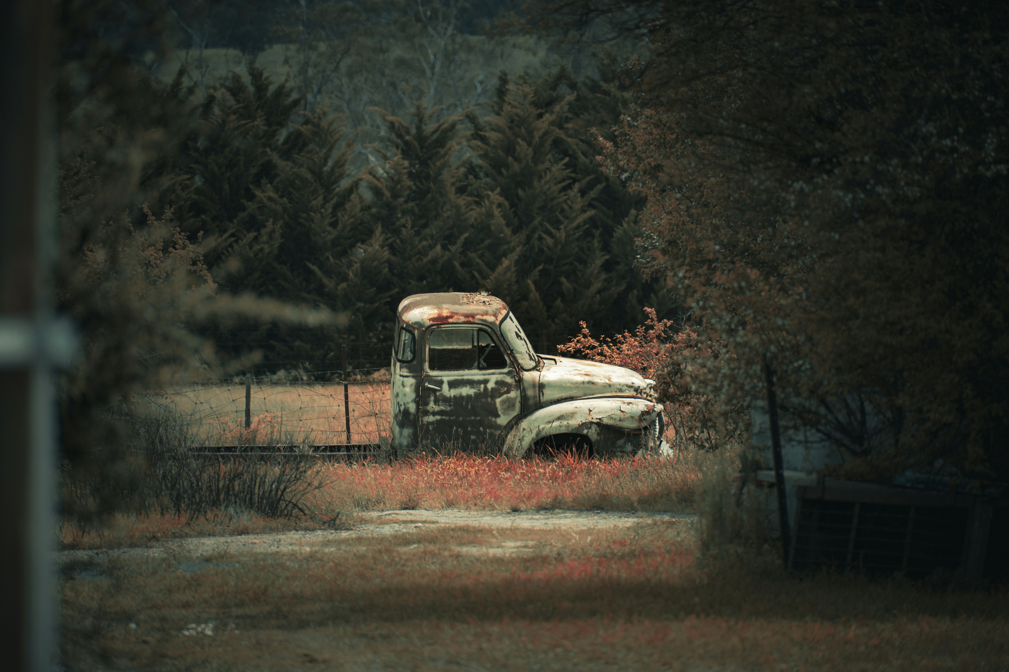 Crimson Grass and a Rusted Truck: A Quiet Field Encounter