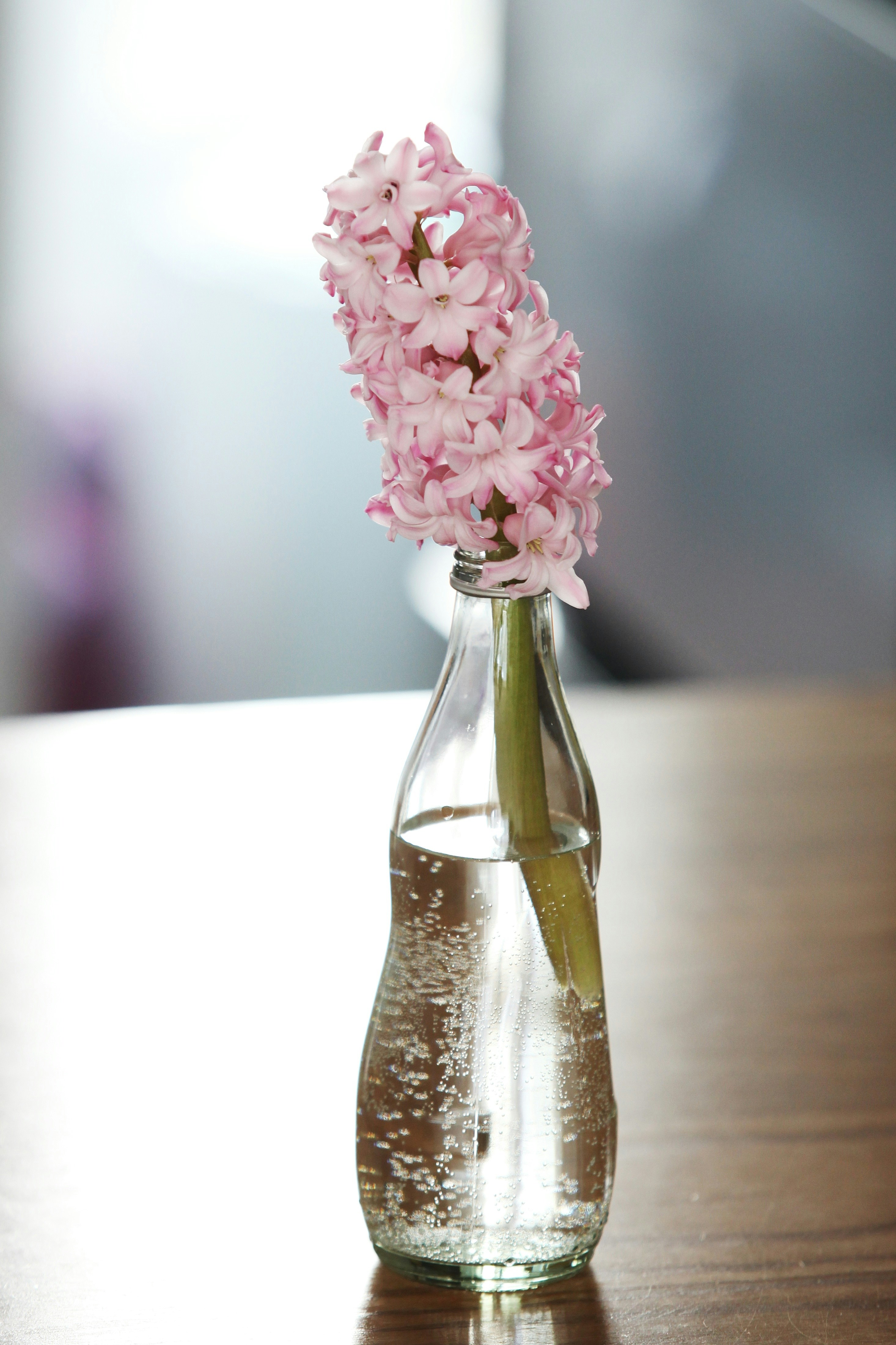 Hyacinth in Glass: Soft Pink Bloom Anchors a Minimal Still-Life
