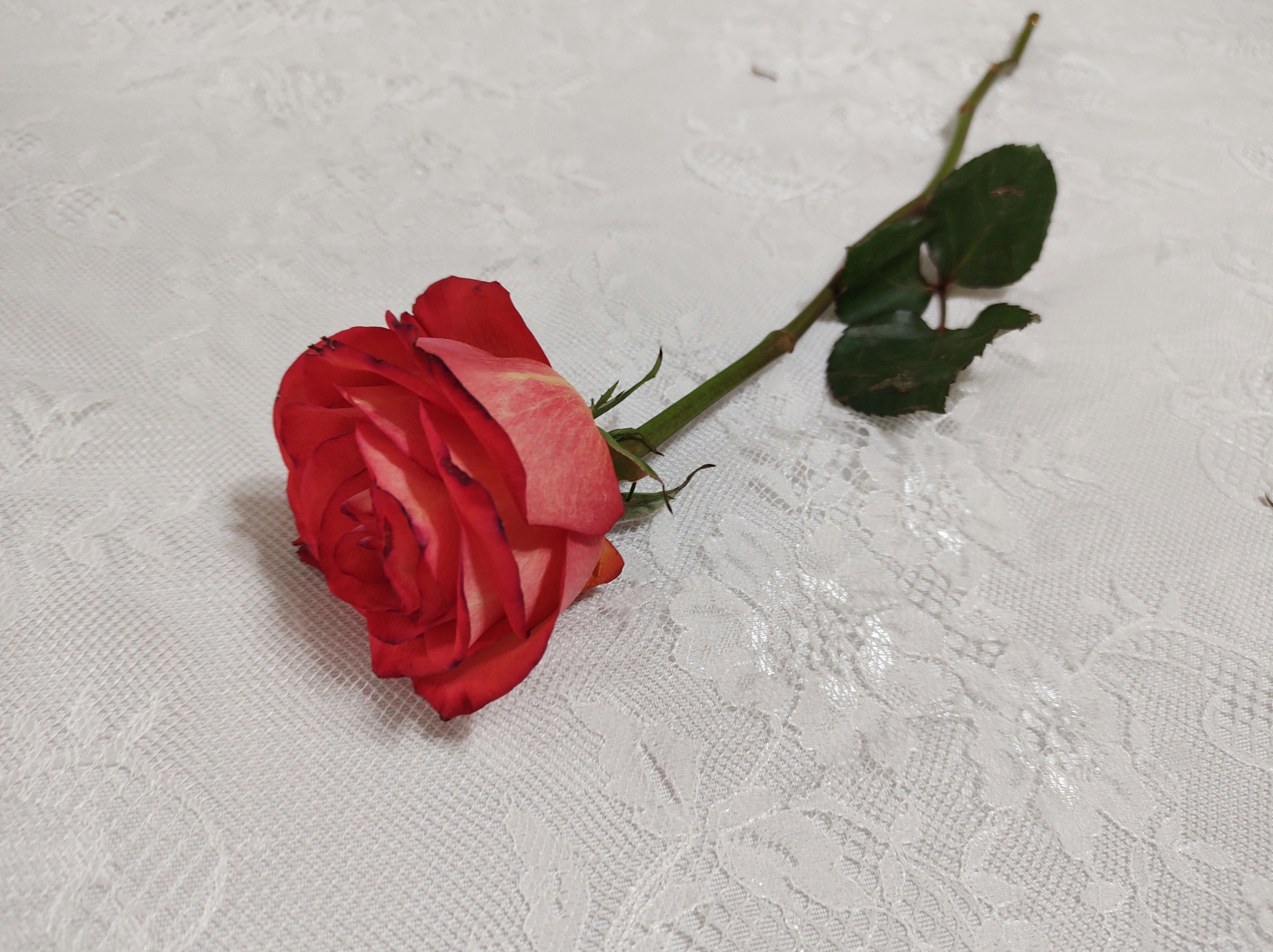 Crimson Rose on Lace: A Quiet Study in Texture and Tone