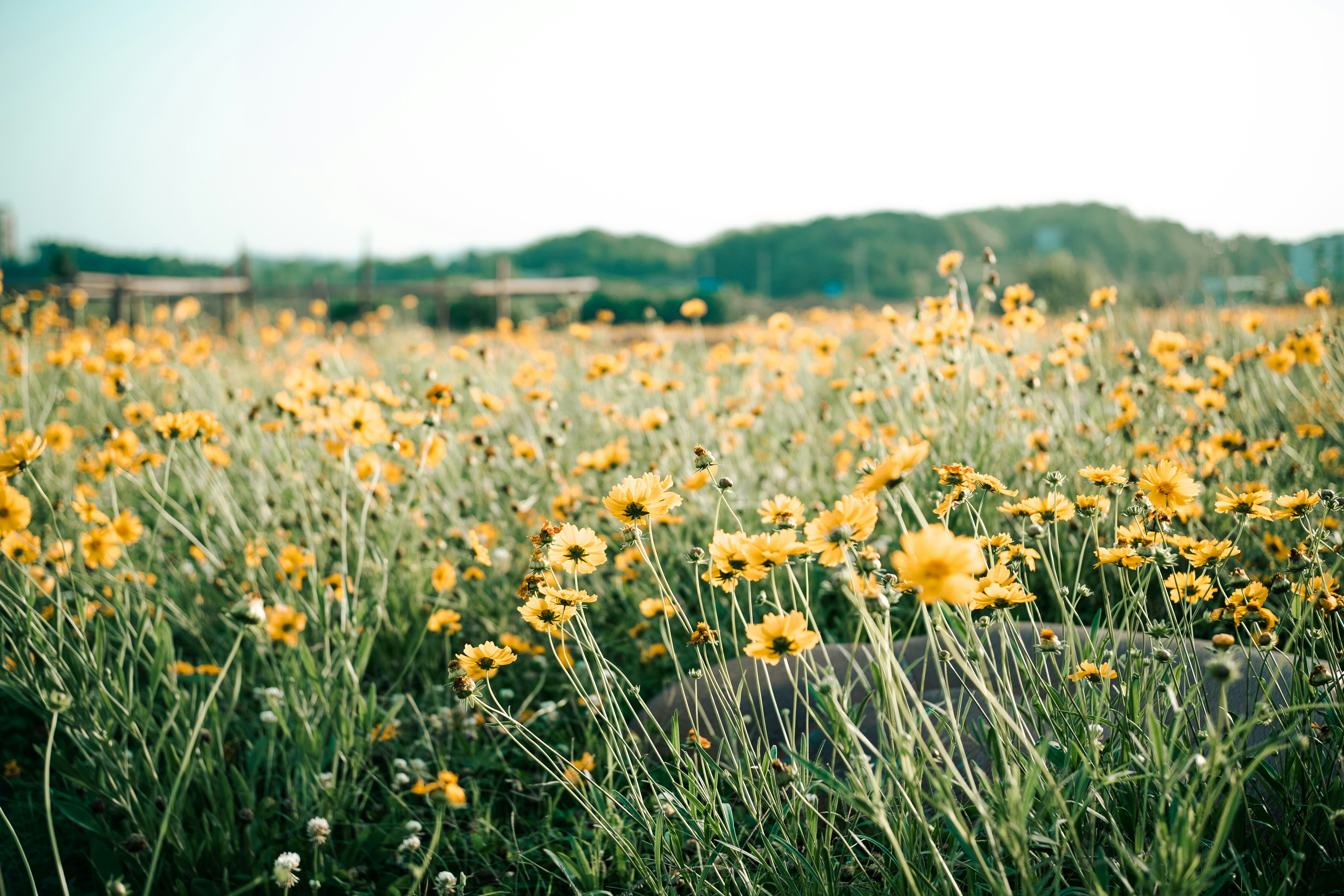 Flower Fields Tumblr