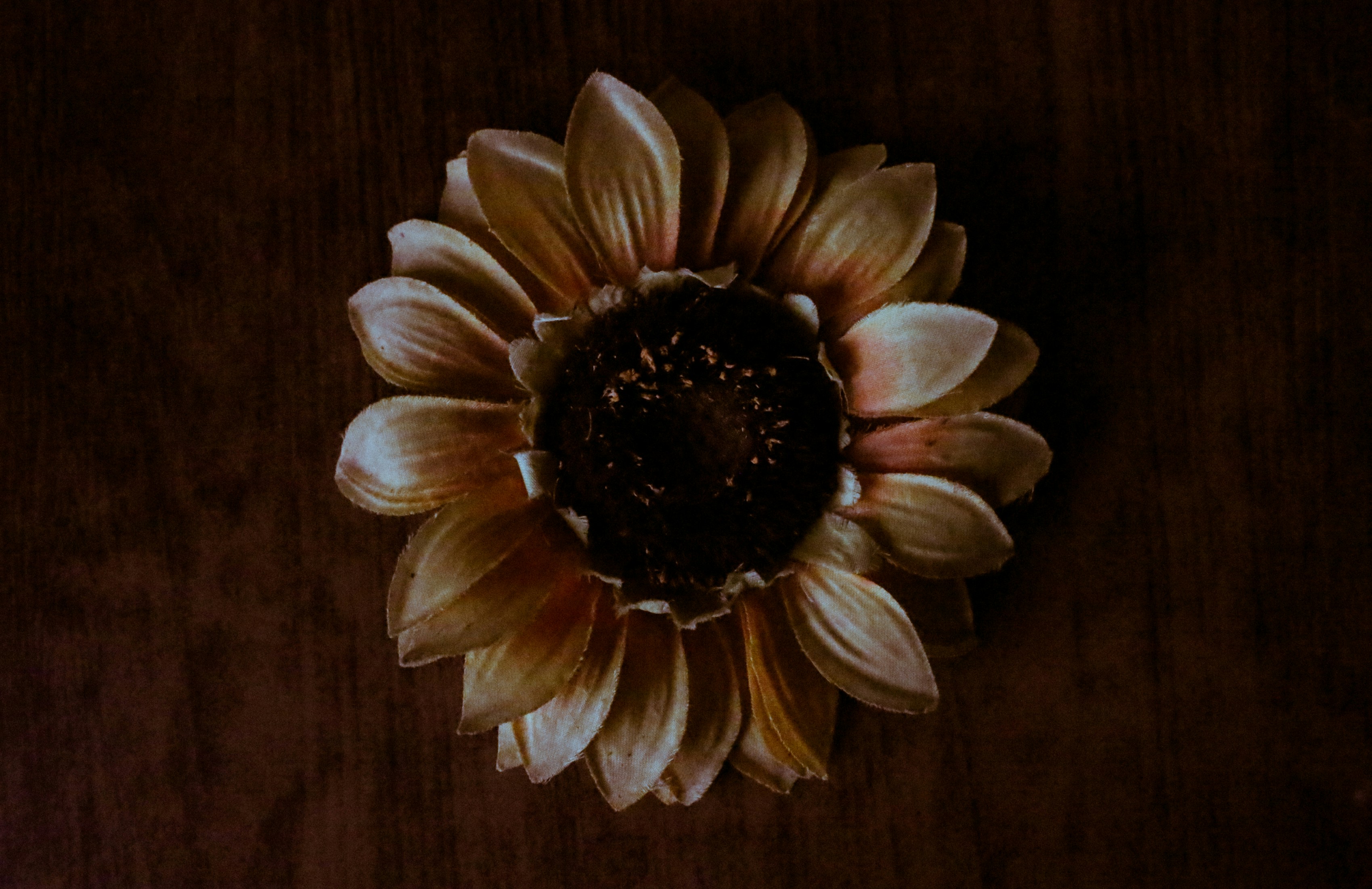 Wilted sunflower on dark wood backdrop
