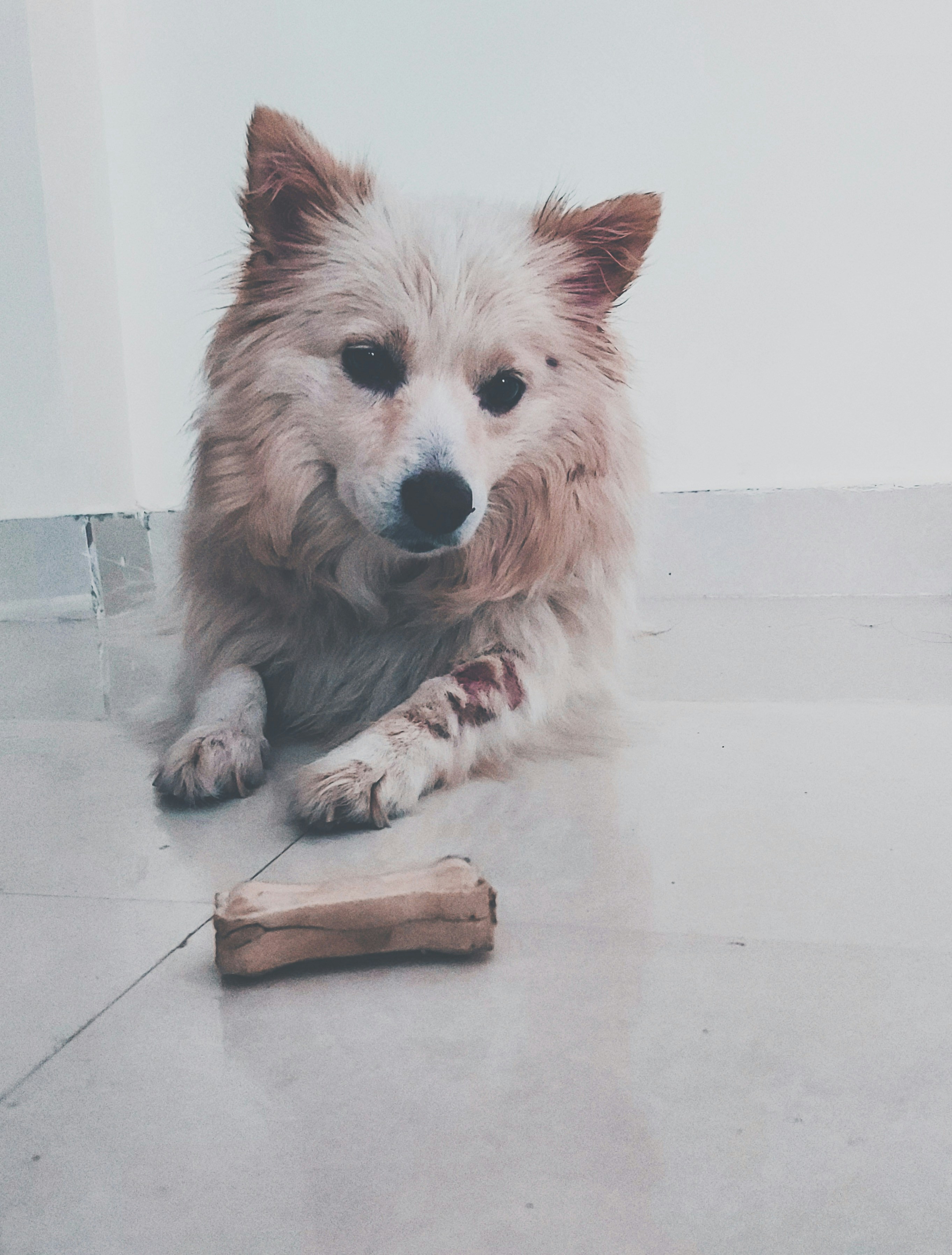 Quiet Gaze: A Golden-White Dog Watches Over a Bone