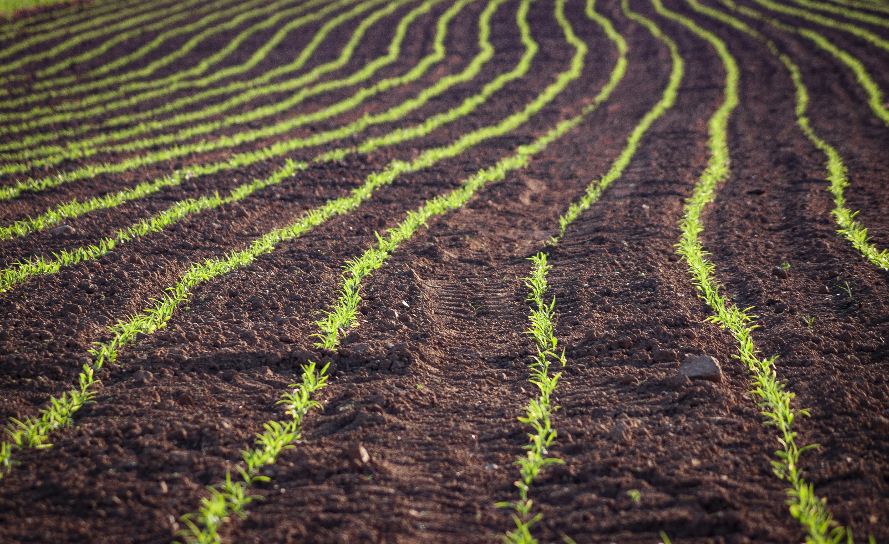 Rows of young green plants sprouting from dark soil in a freshly tilled field, showcasing the promise of growth and renewal.